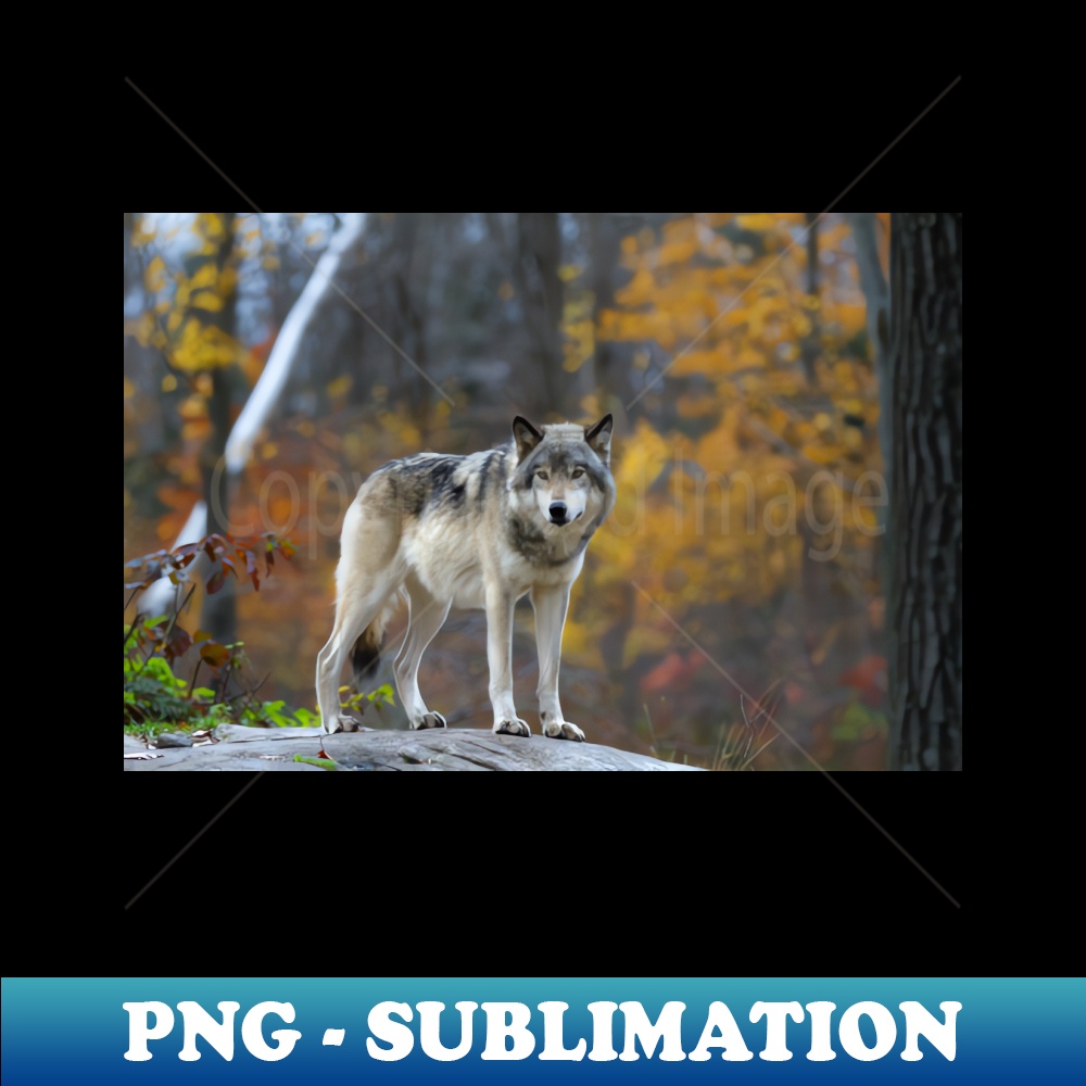 Timber Wolf - High-Quality PNG Sublimation Download - Bold & | Inspire ...