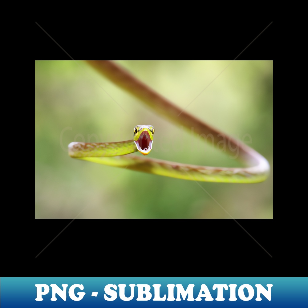 Green Parrot Snake - Costa Rica - Signature Sublimation PNG | Inspire ...
