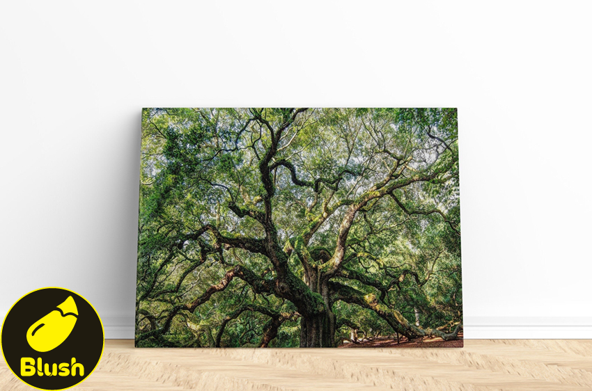 Angel Oak Tree South Carolina Print on Canvas, Wall Art Canv | Inspire ...