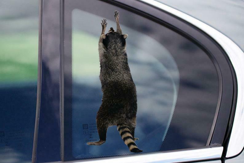 Raccoon Car Window Decal Stickers Vinyl Decal Raccoon Decal | Inspire ...