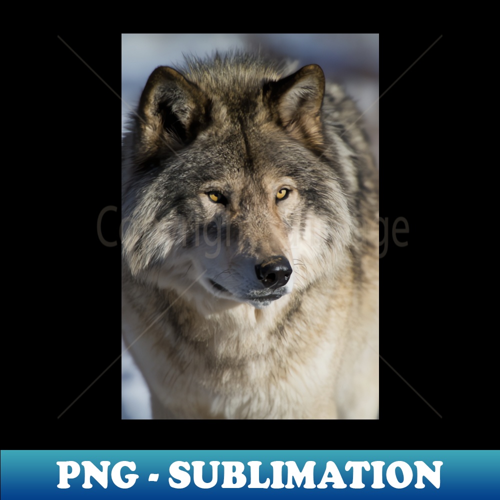 Timber Wolf - PNG Transparent Sublimation Design - Transform | Inspire ...