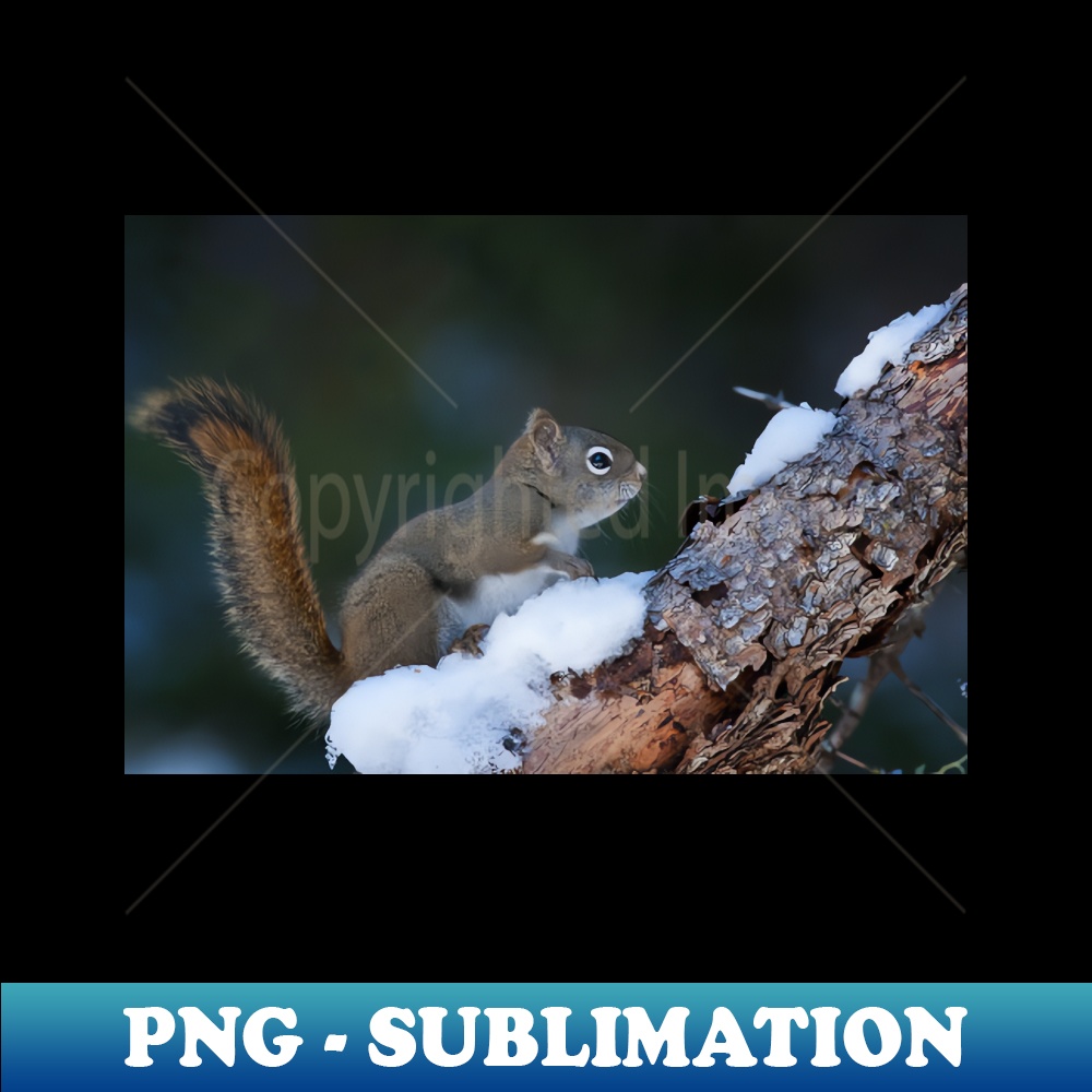 Red Squirrel - Digital Sublimation Download File - Boost You | Inspire ...