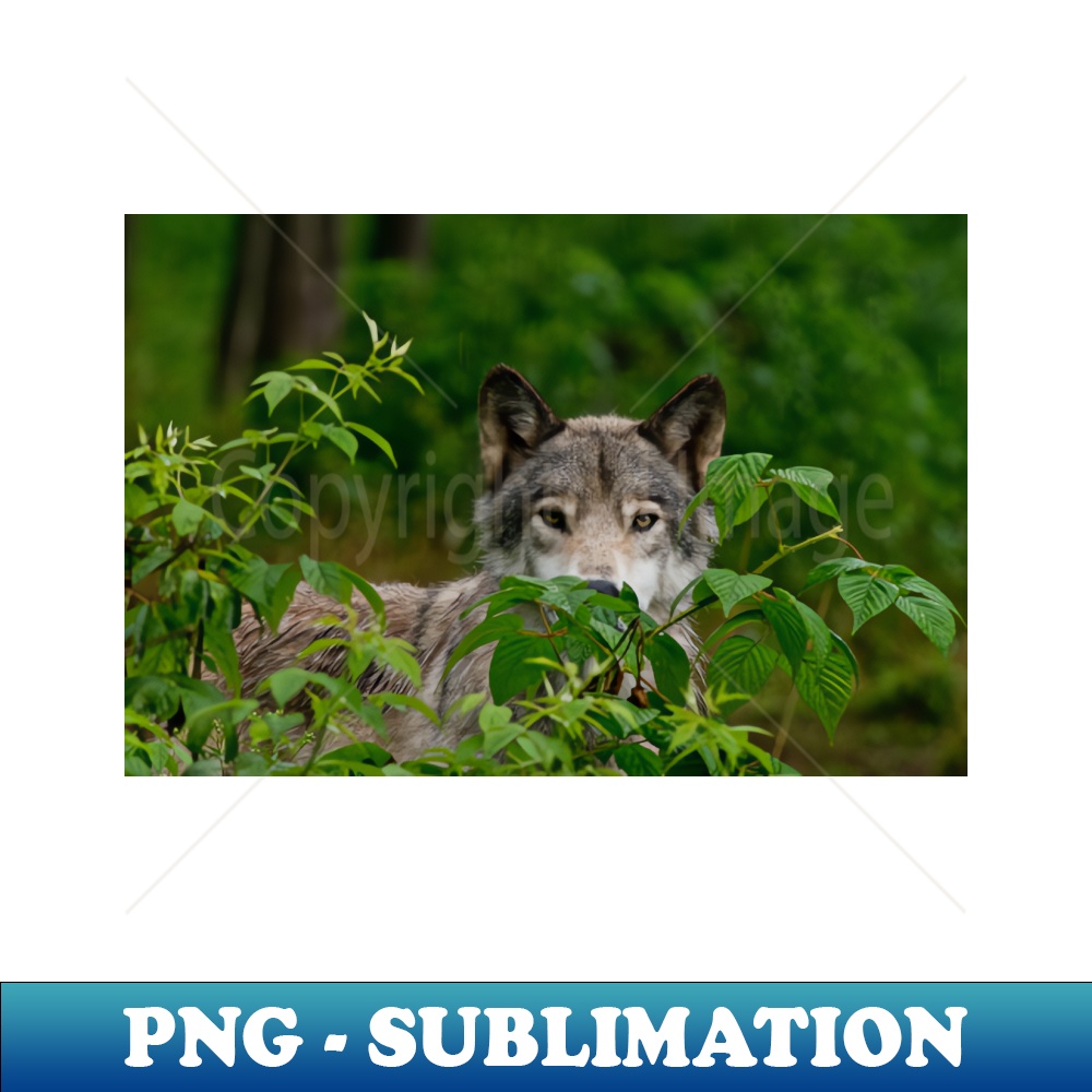 Grey Wolf - Exclusive PNG Sublimation Download - Perfect for - Inspire ...