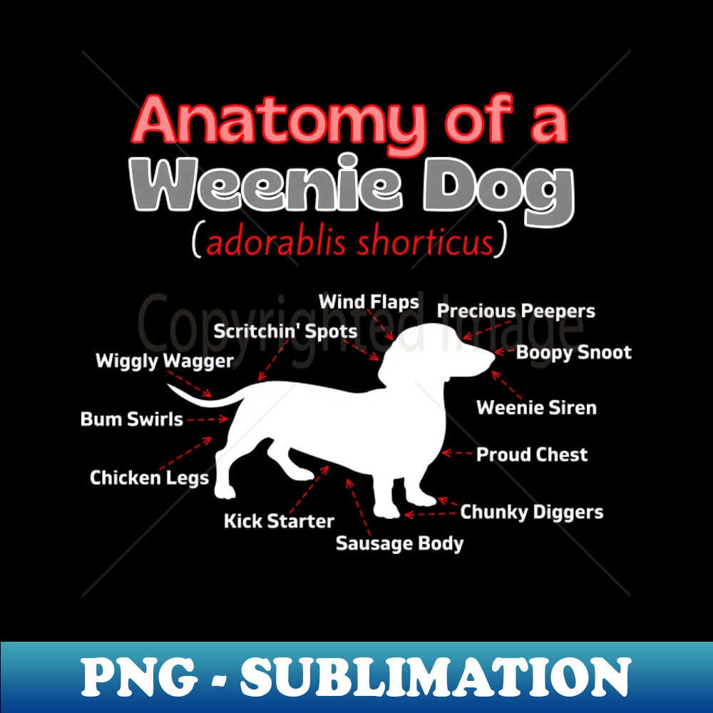 Anatomy of a Weenie Dog - Sublimation-Ready PNG File - Defyi | Inspire ...