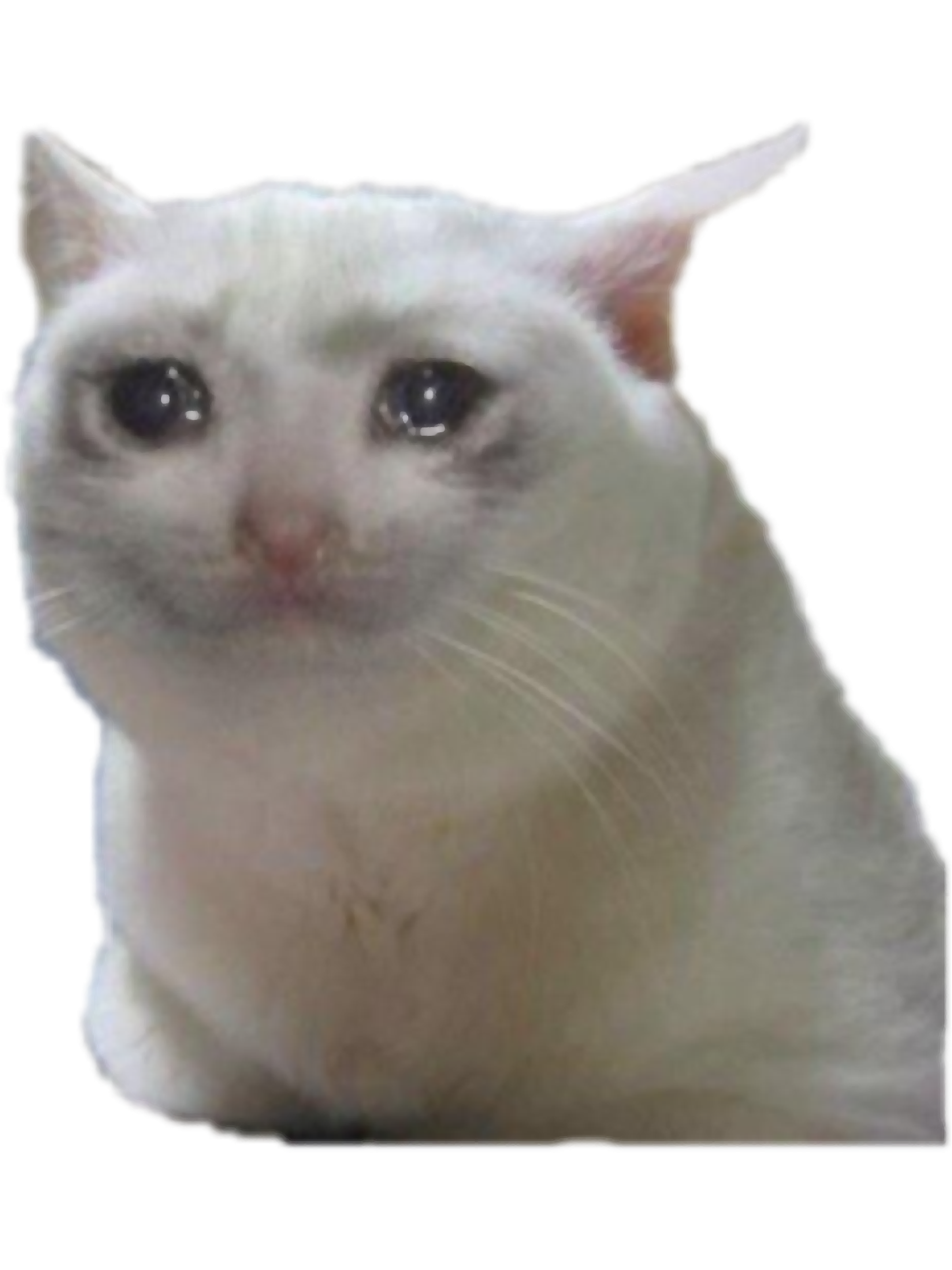 Cute Animal Crying Meme Sad Cat Crying Cat Cute Meme Sad Cat Crying