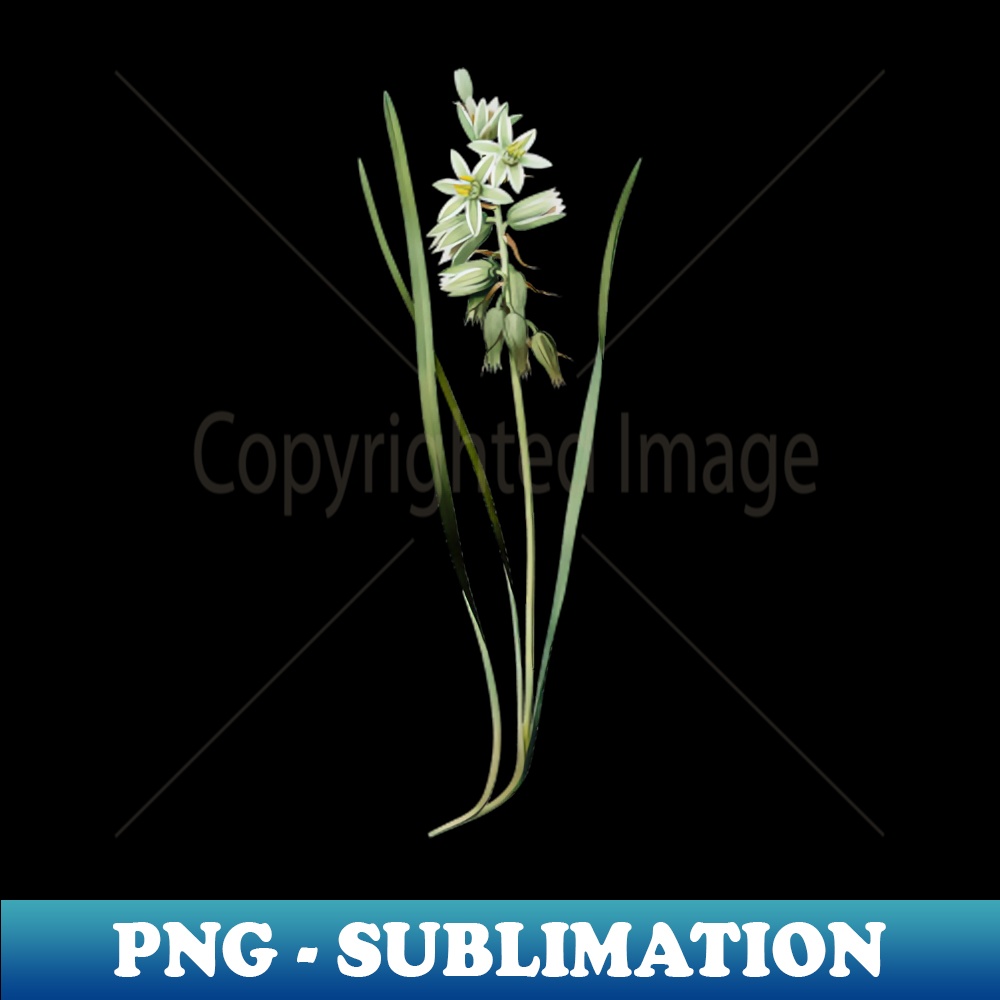 Vintage Drooping Star-of-Bethlehem Botanical Illustration - | Inspire ...