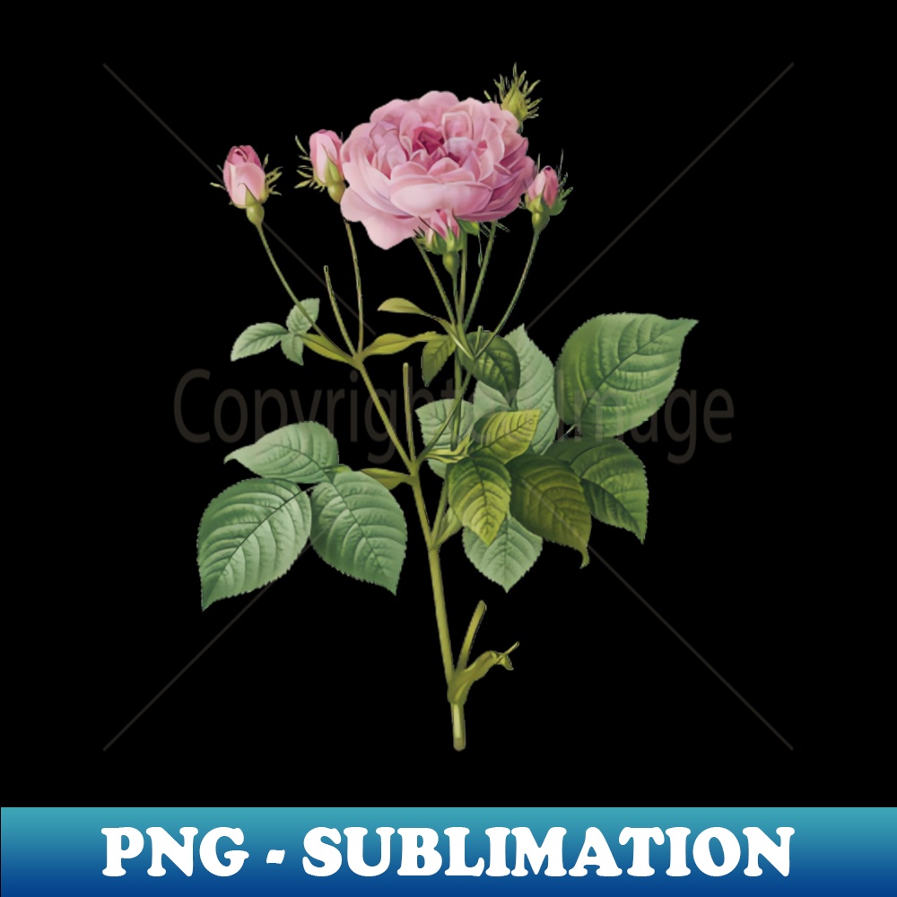 Vintage Pink French Roses Botanical Illustration - Instant S | Inspire ...