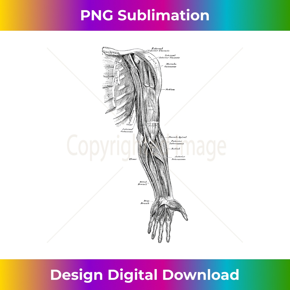 Vintage Human Anatomy, Left Arm Muscles Detail - Innovative | Inspire ...