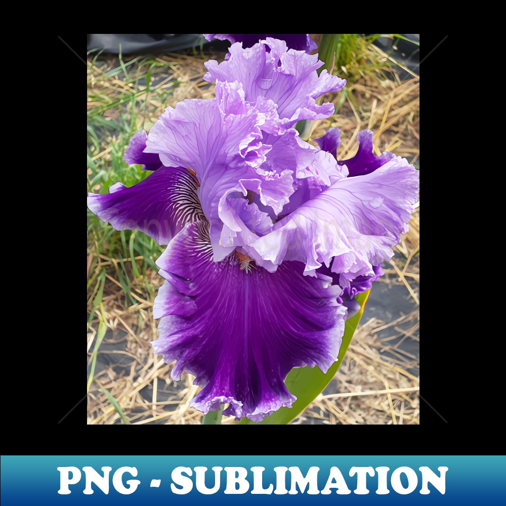 Iris Flower Purple Frilly - Modern Sublimation PNG File | Inspire Uplift