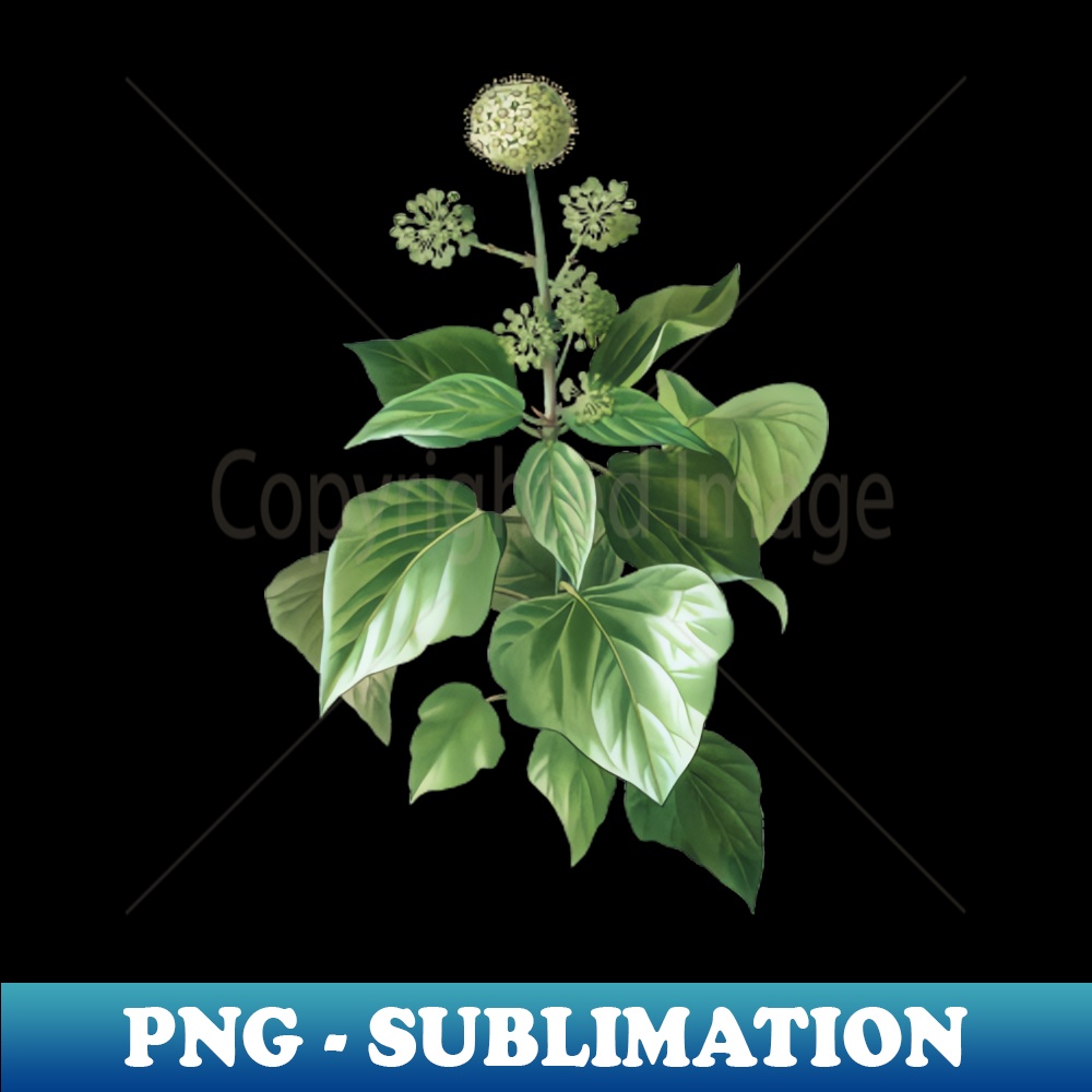 Vintage Common Ivy Botanical Illustration - Premium PNG Subl | Inspire ...