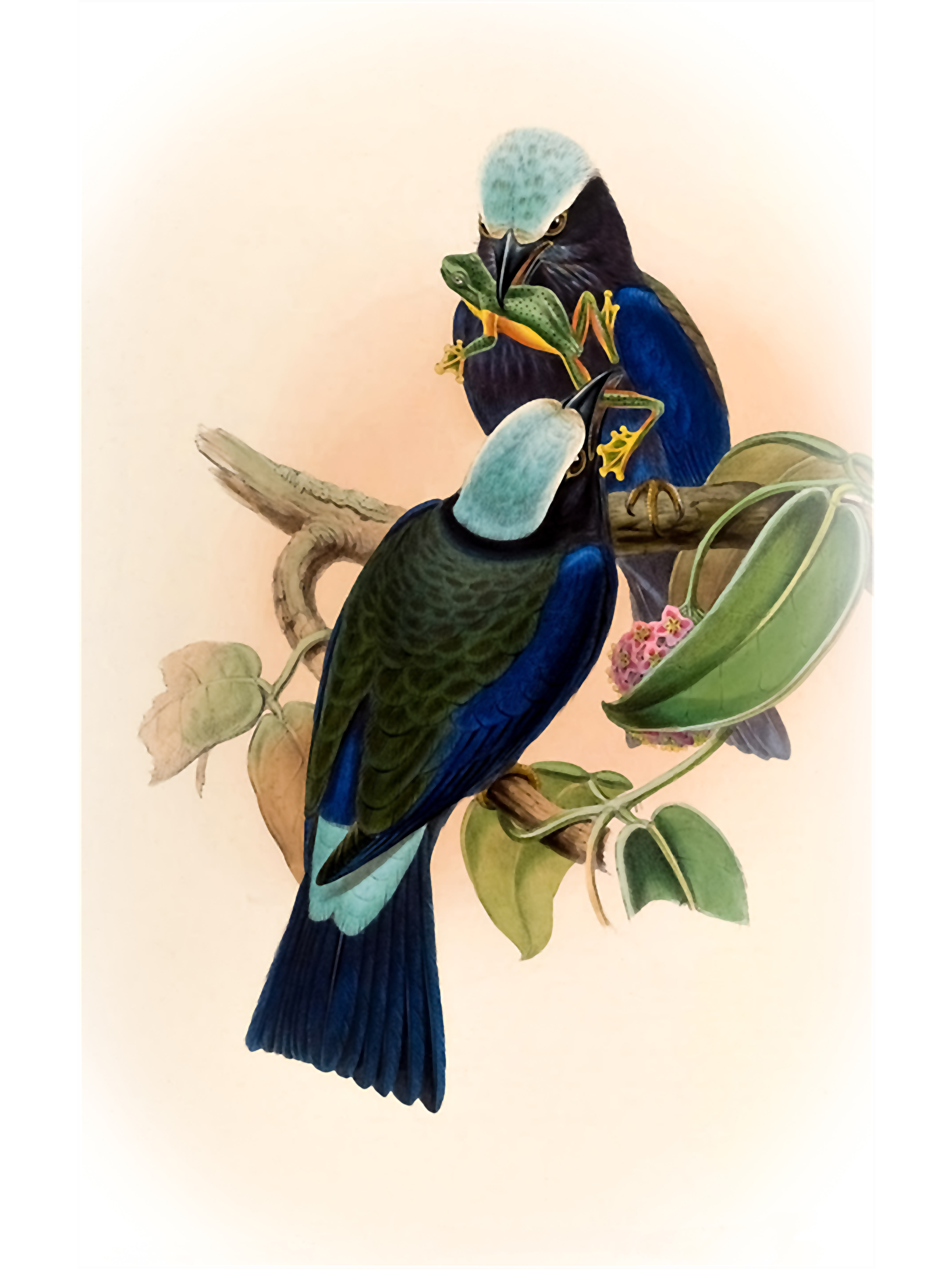 ILLUSTATION OF THE PURPLE WINGED ROLLER | Inspire Uplift