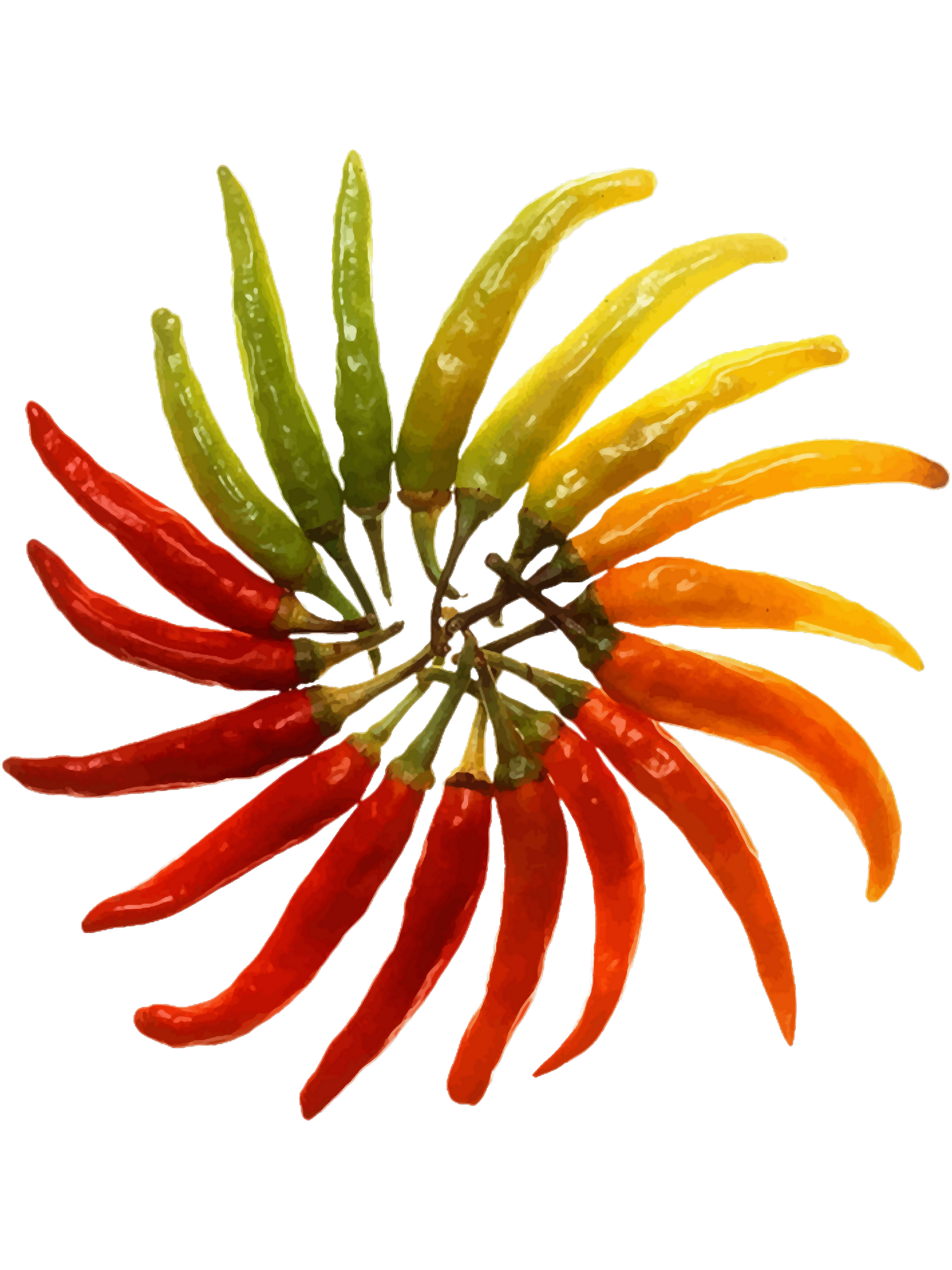 Chili Color Wheel Vector for Chili Lovers | Inspire Uplift