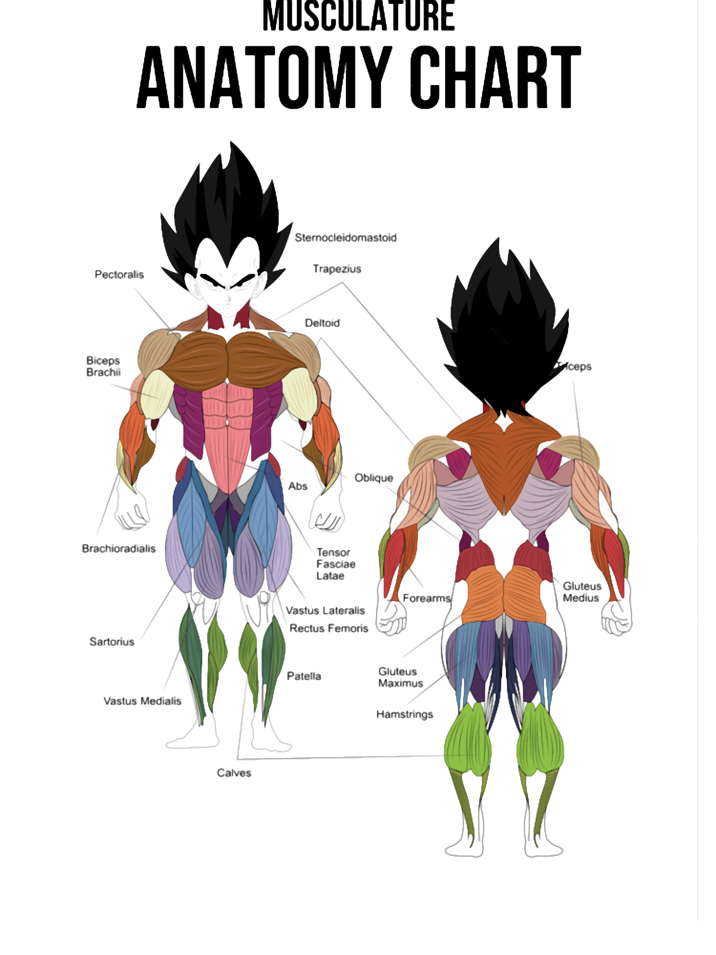 Musculature Anatomy ChartAnime Gym Motivational | Inspire Uplift