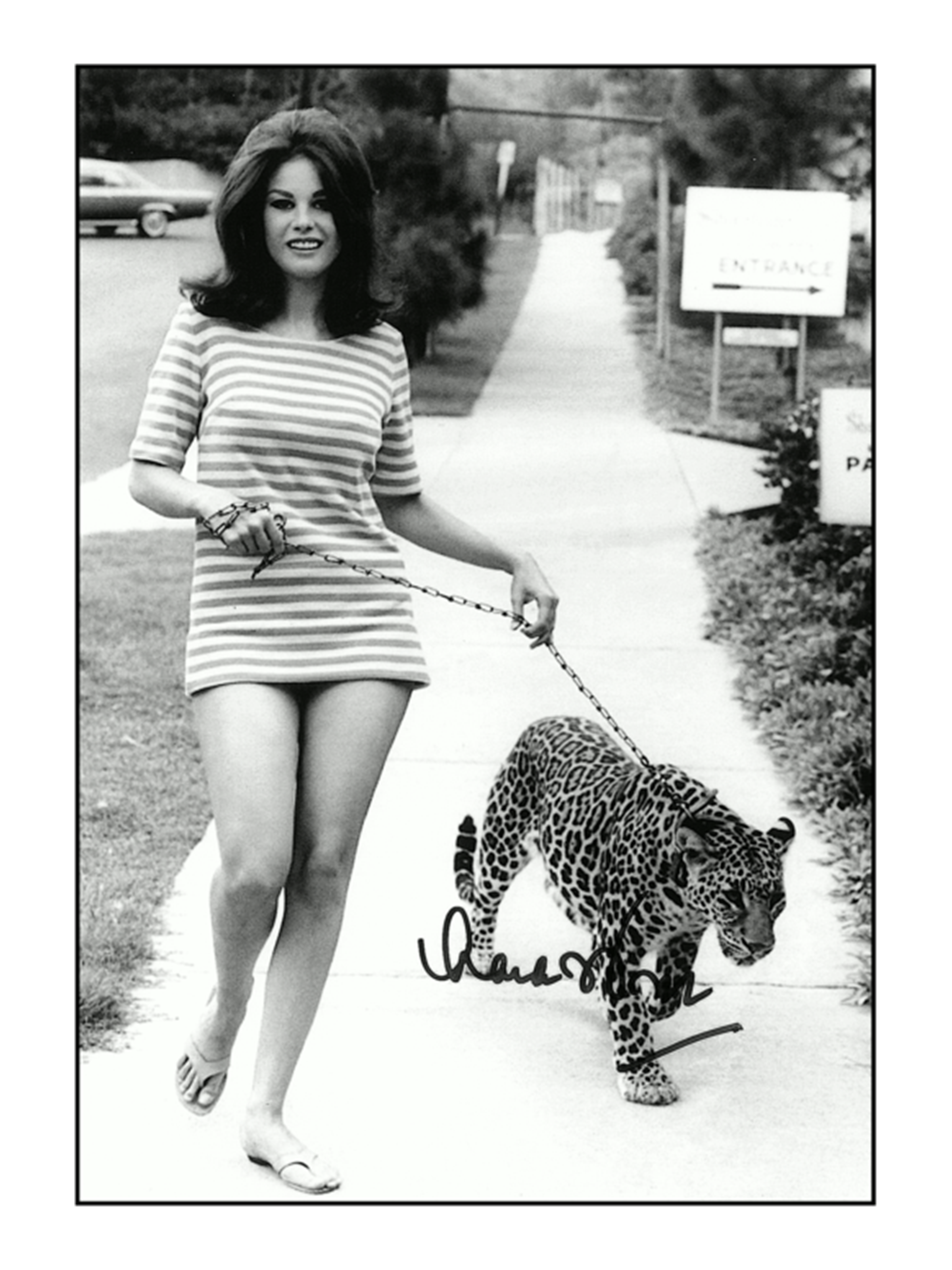 Lana Wood Walking a Tiger Signed Publicity Shot | Inspire Uplift