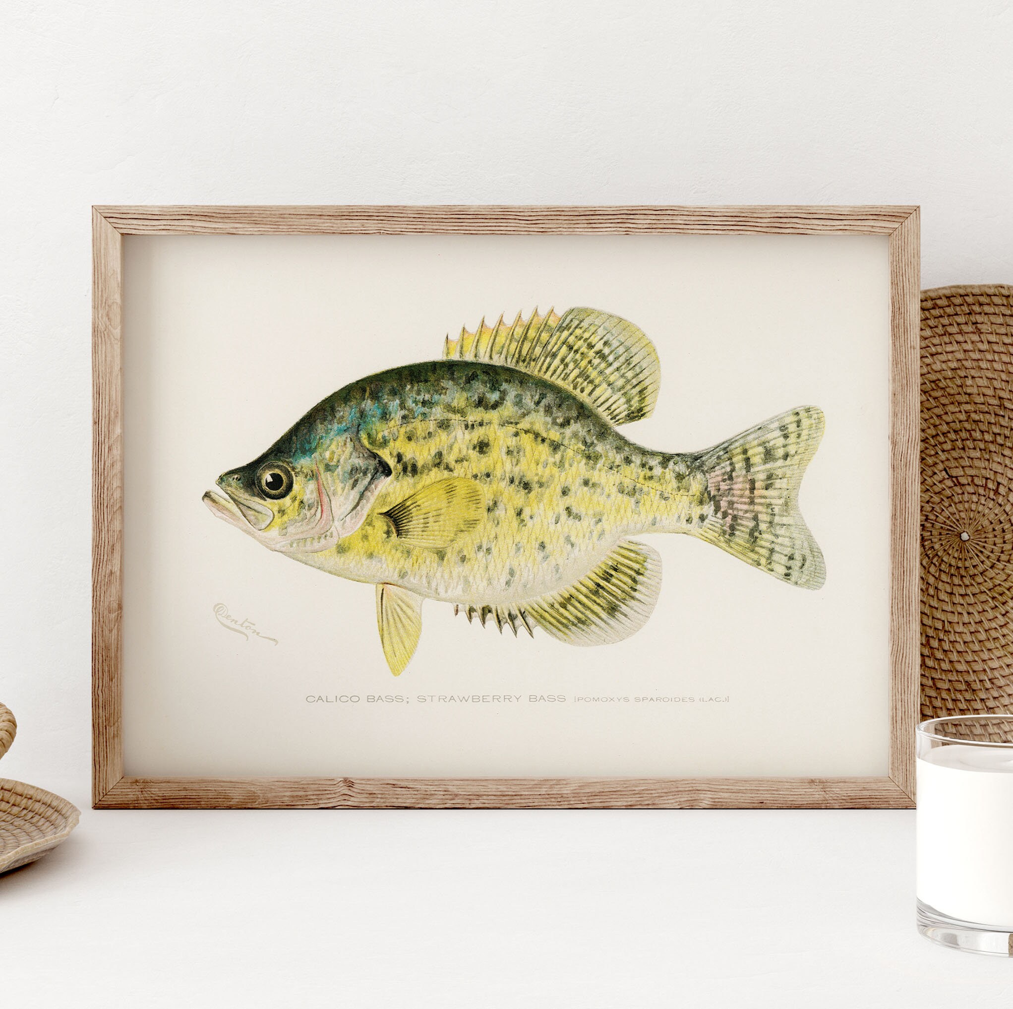 Calico Bass Fish Print, Vintage Fishing Poster Wall Art Deco | Inspire ...