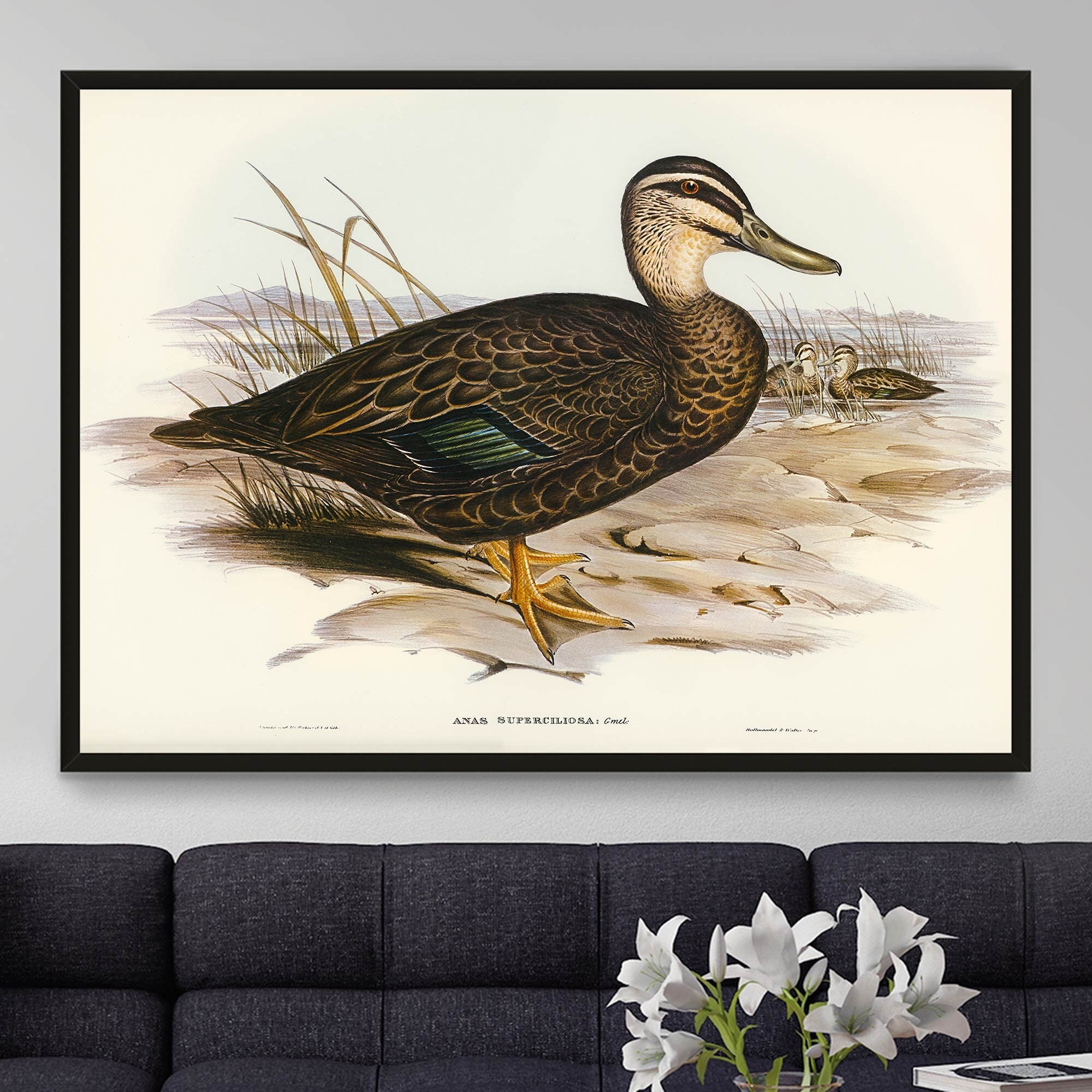 John Audubon Duck Art Print, Vintage Birds Of Australia Post | Inspire ...