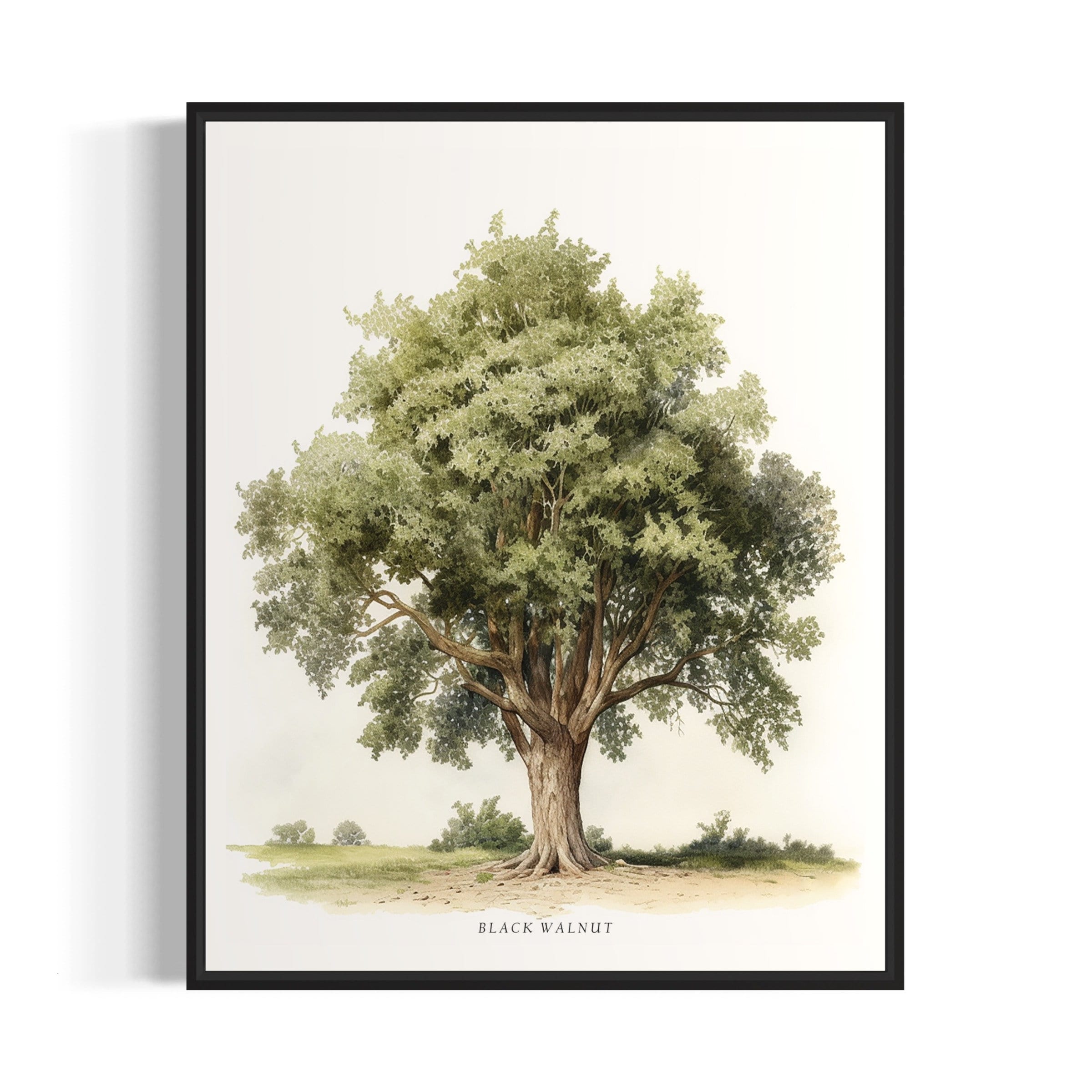 Black Walnut Tree Art Print, Black Walnut Tree Wall Art Post - Inspire ...