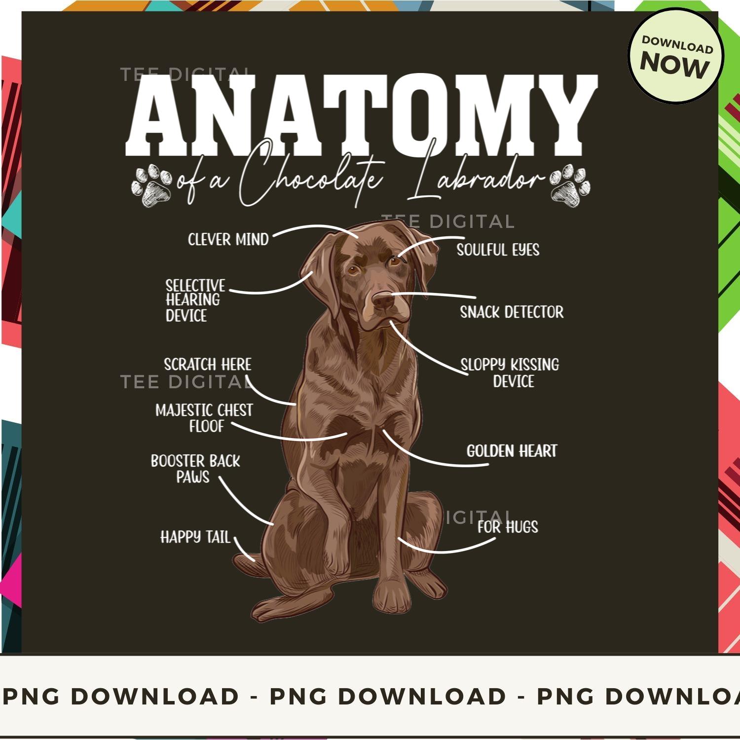 Digital | Anatomy Of A Chocolate Labrador Golden Heart T-shi | Inspire ...