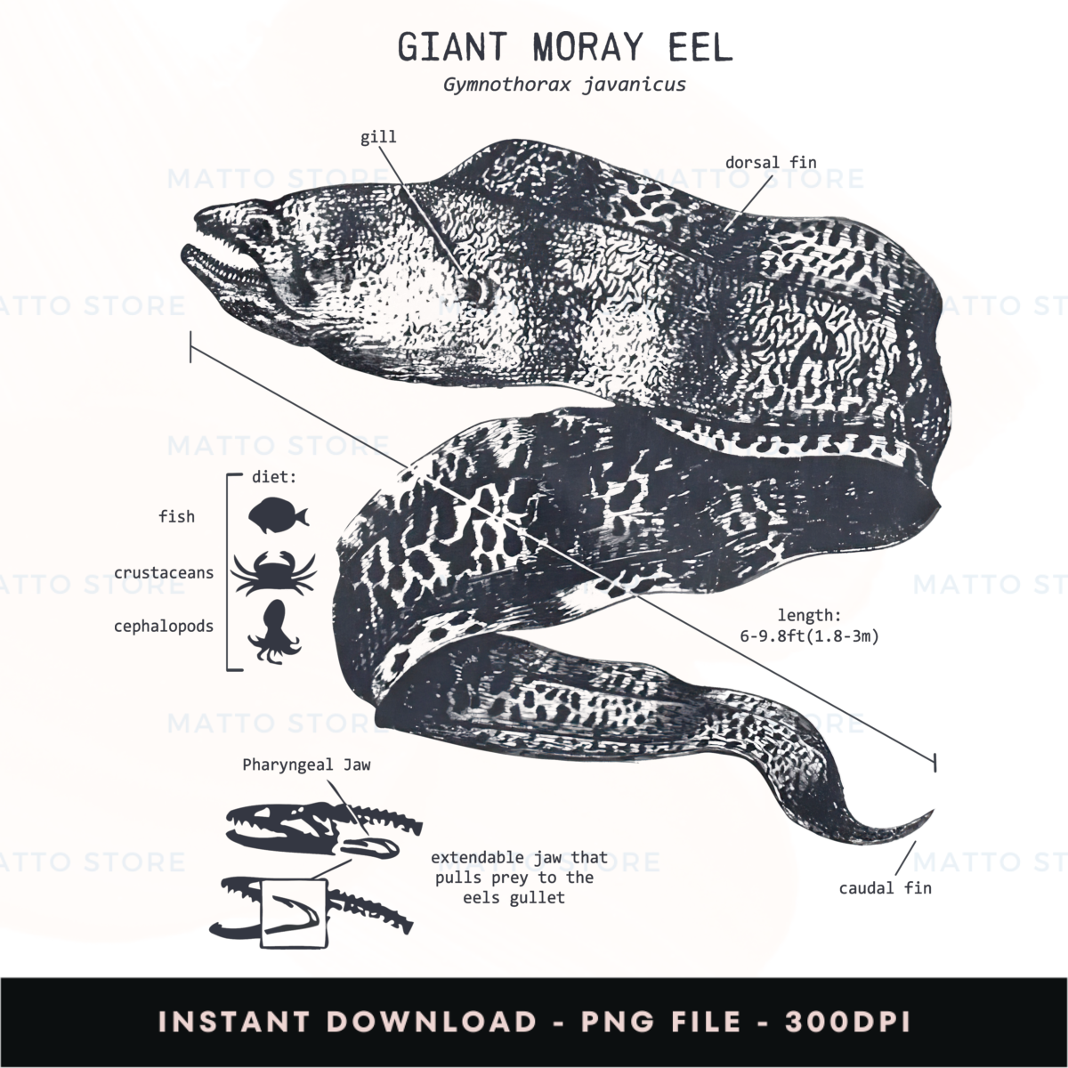 Giant Moray Eel Digital PNG File, Instant Download, PNG Down | Inspire ...