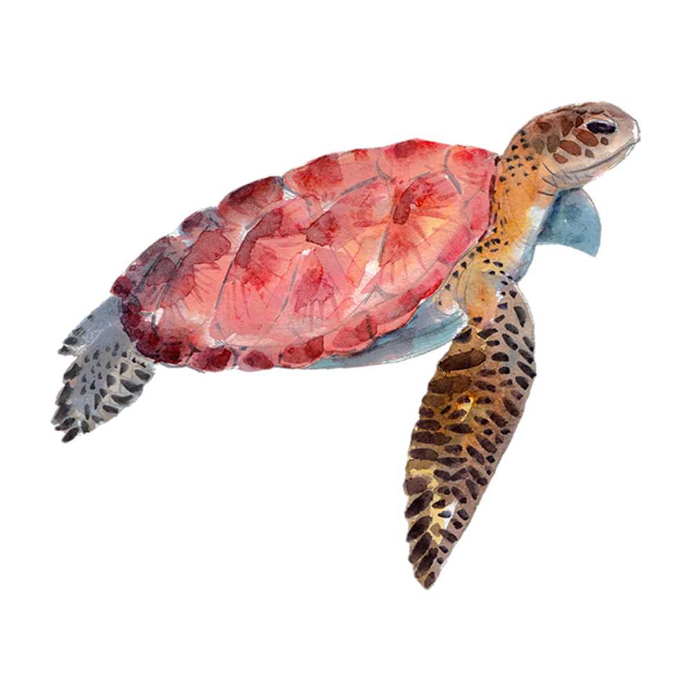 The Turtle Svg, Trending Svg, Turtle Svg, Pink Turtle Svg, T | Inspire ...