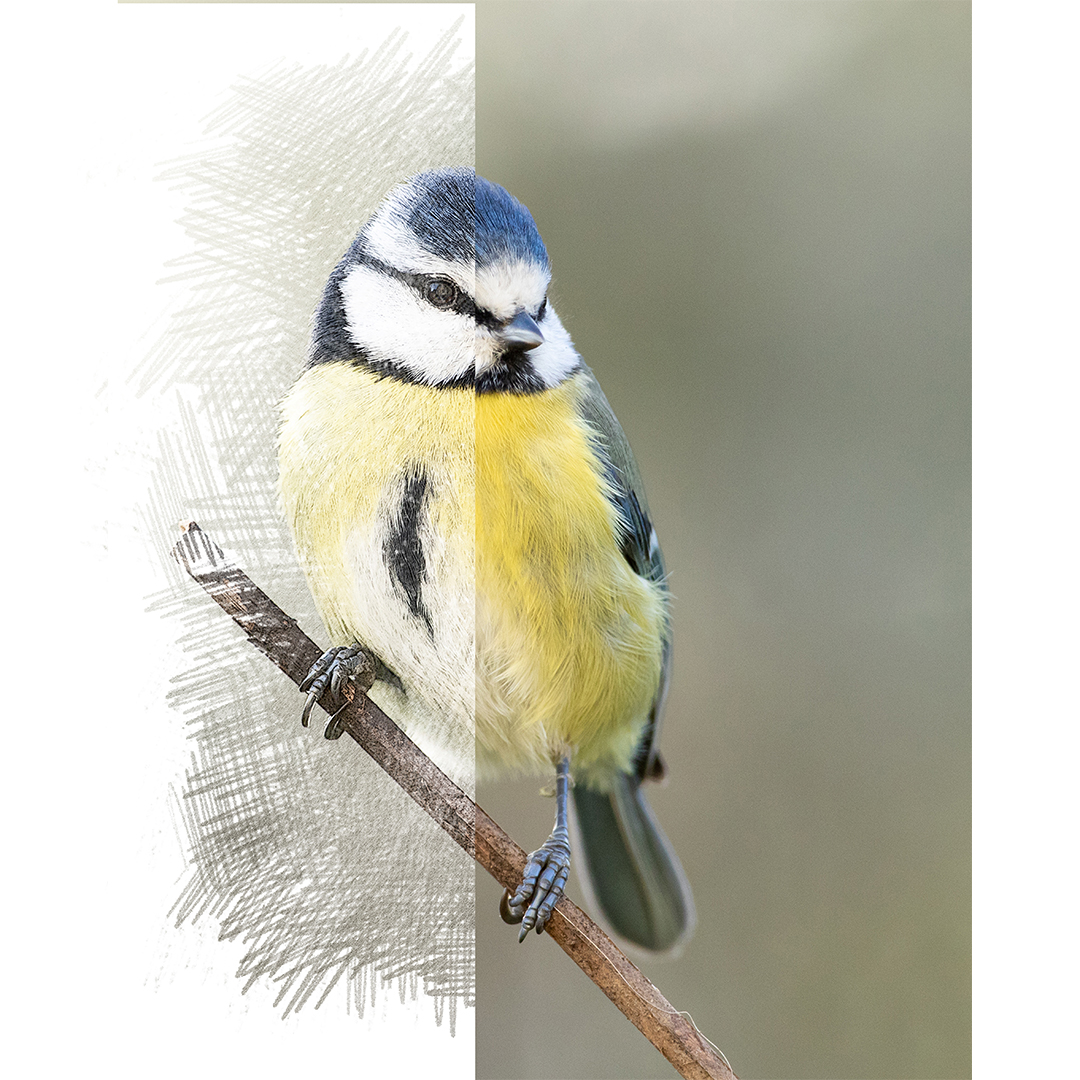 Pencil Sketch Presets Photoshop Effect | Inspire Uplift