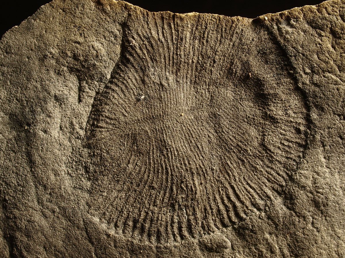 Ediacaran (Vendian) fossil. Dickinsonia costata. | Inspire Uplift