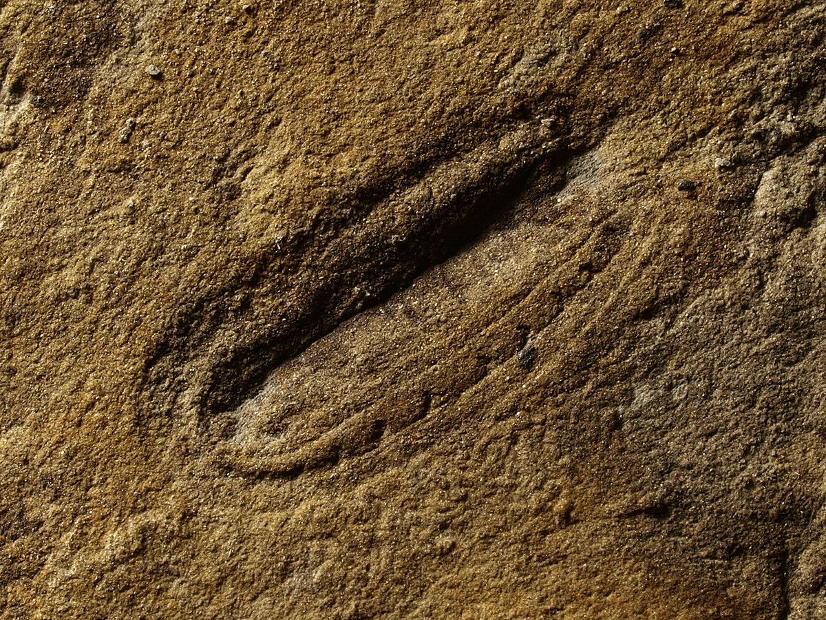 Ediacaran (Vendian) fossil. Kimberella quadrata. | Inspire Uplift