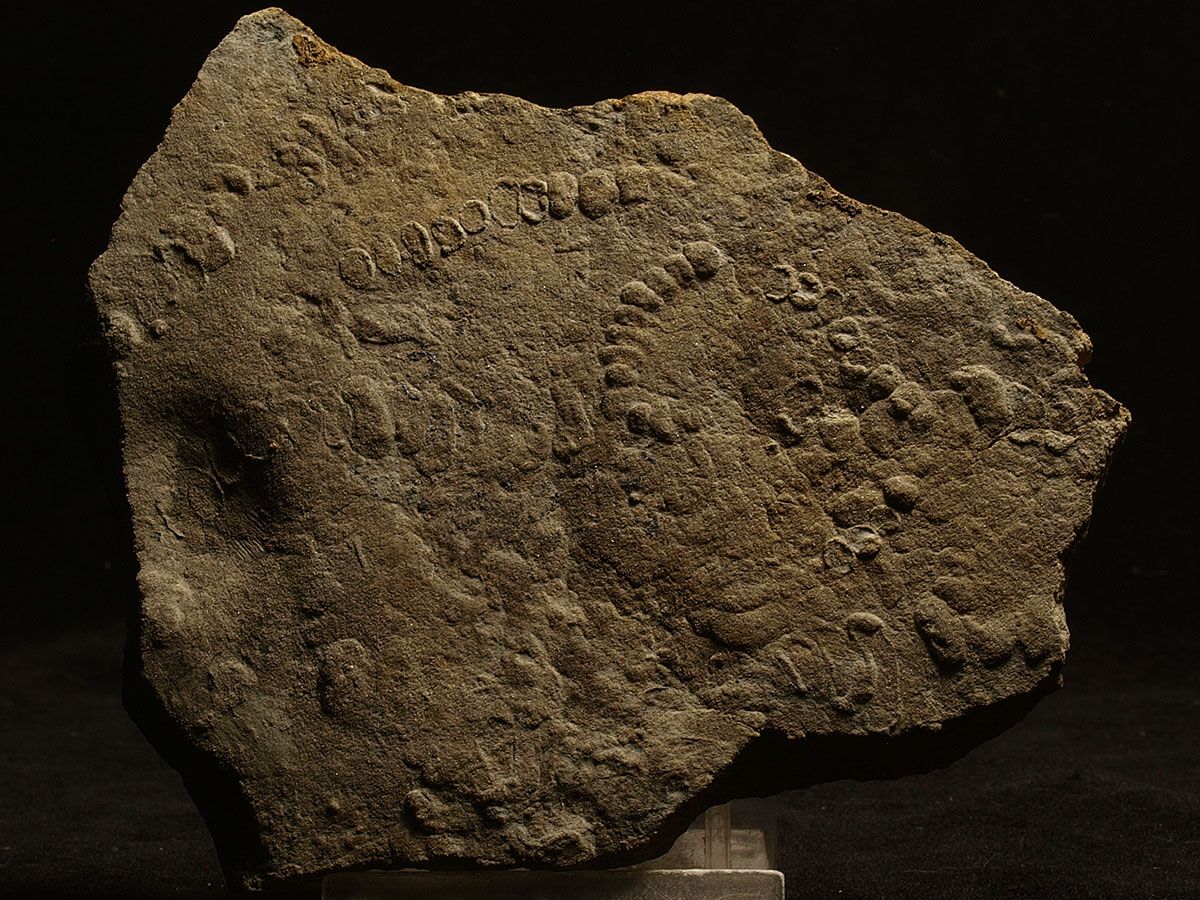 Ediacaran (Vendian) fossil. Paleopascichnus. | Inspire Uplift