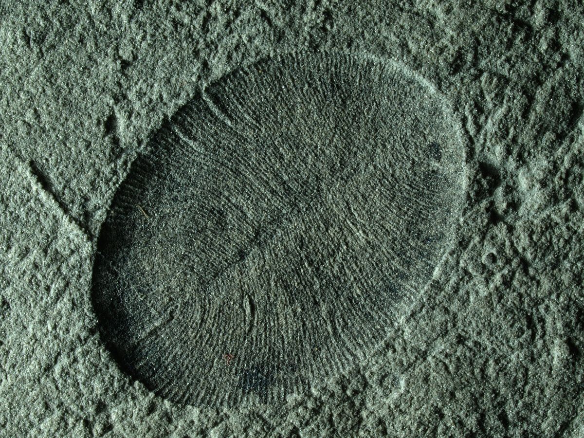 Ediacaran (Vendian) fossil. Dickinsonia tenuis. | Inspire Uplift