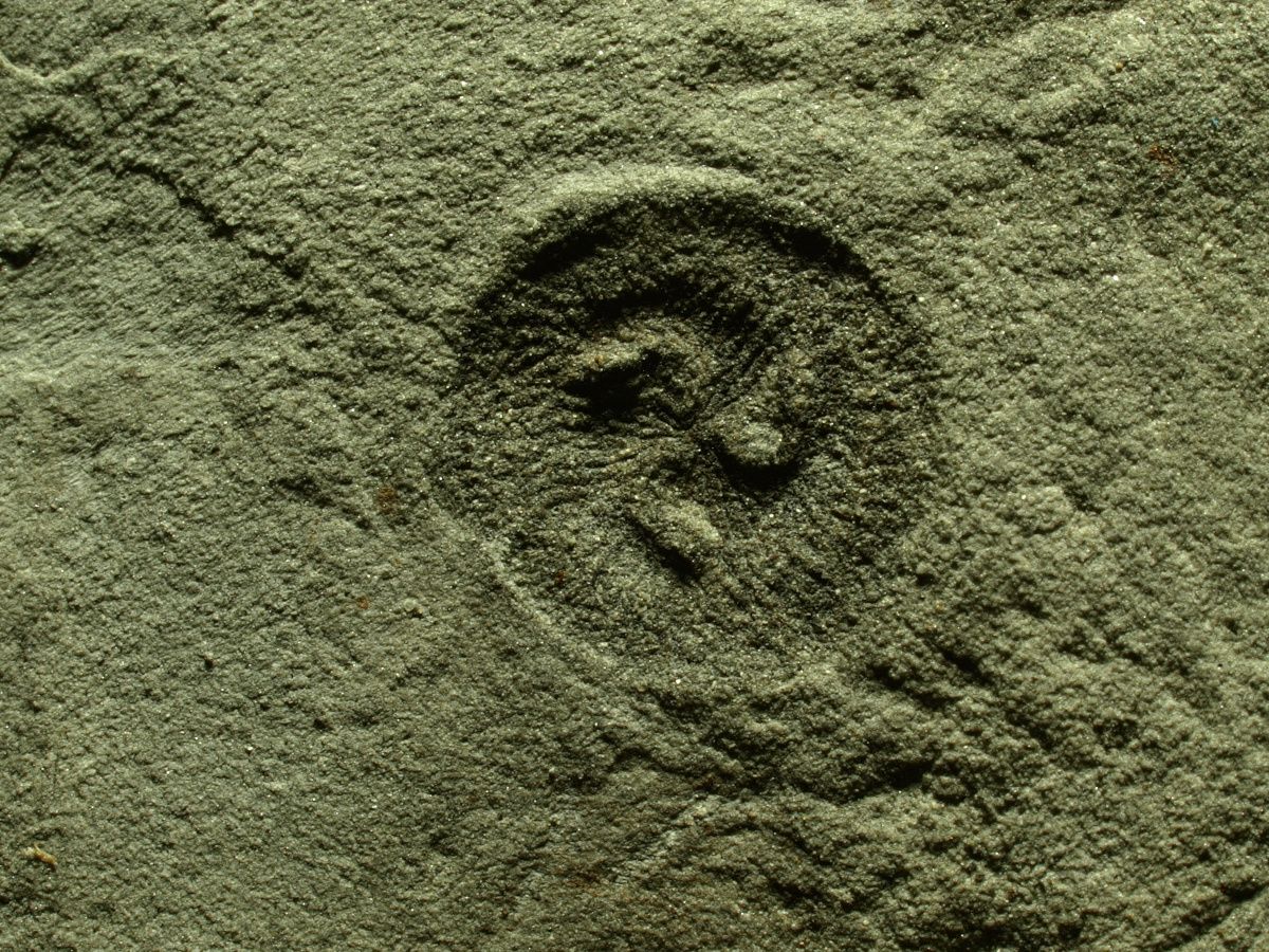 Ediacaran (Vendian) fossil. Tribrachidium. | Inspire Uplift