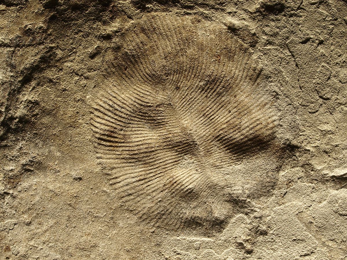 Ediacaran (Vendian) fossil. Tribrachidium, Dickinsonia costa | Inspire ...