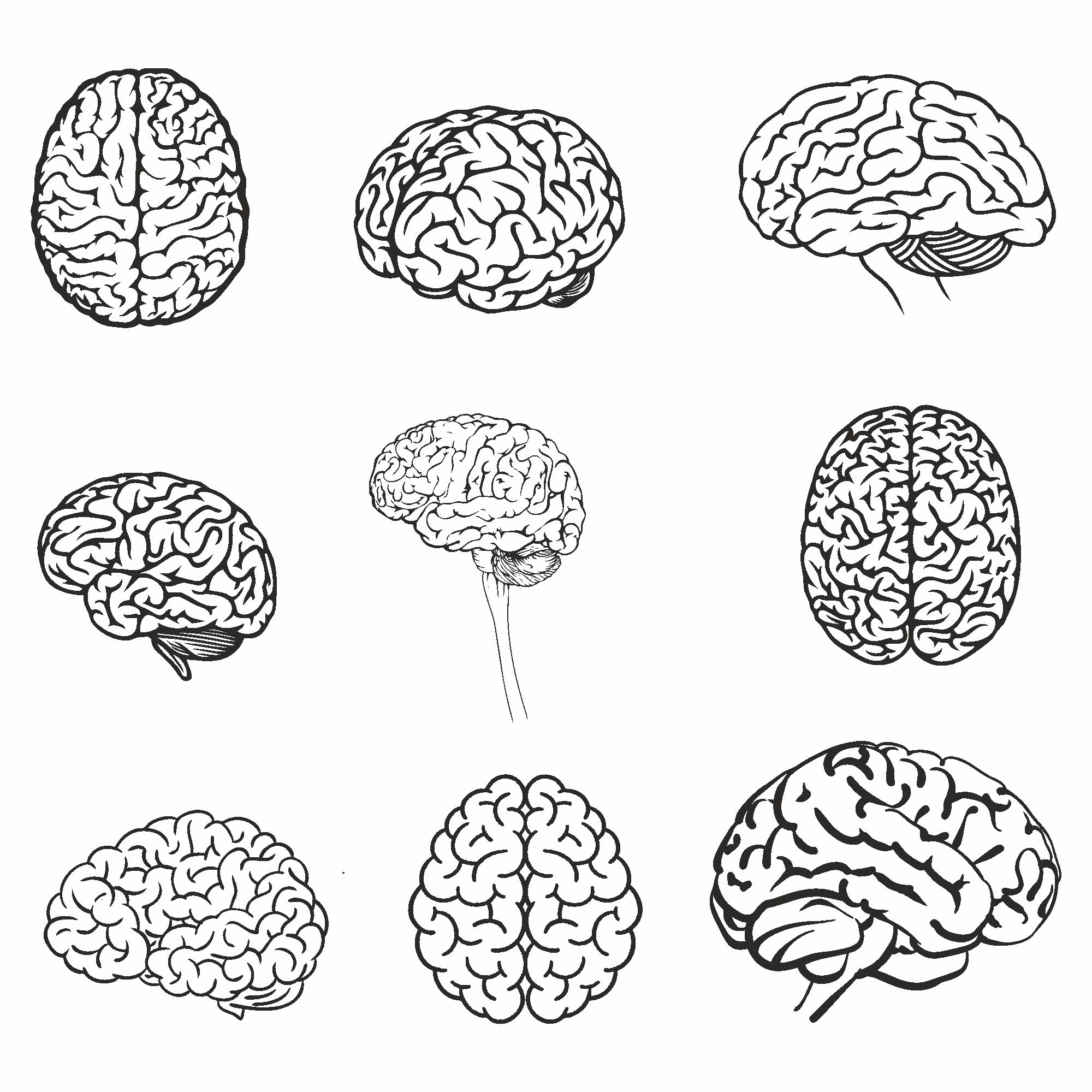 Brain SVG Bundle, Brain Silhouette, Human Brain Svg, Anatomy | Inspire ...