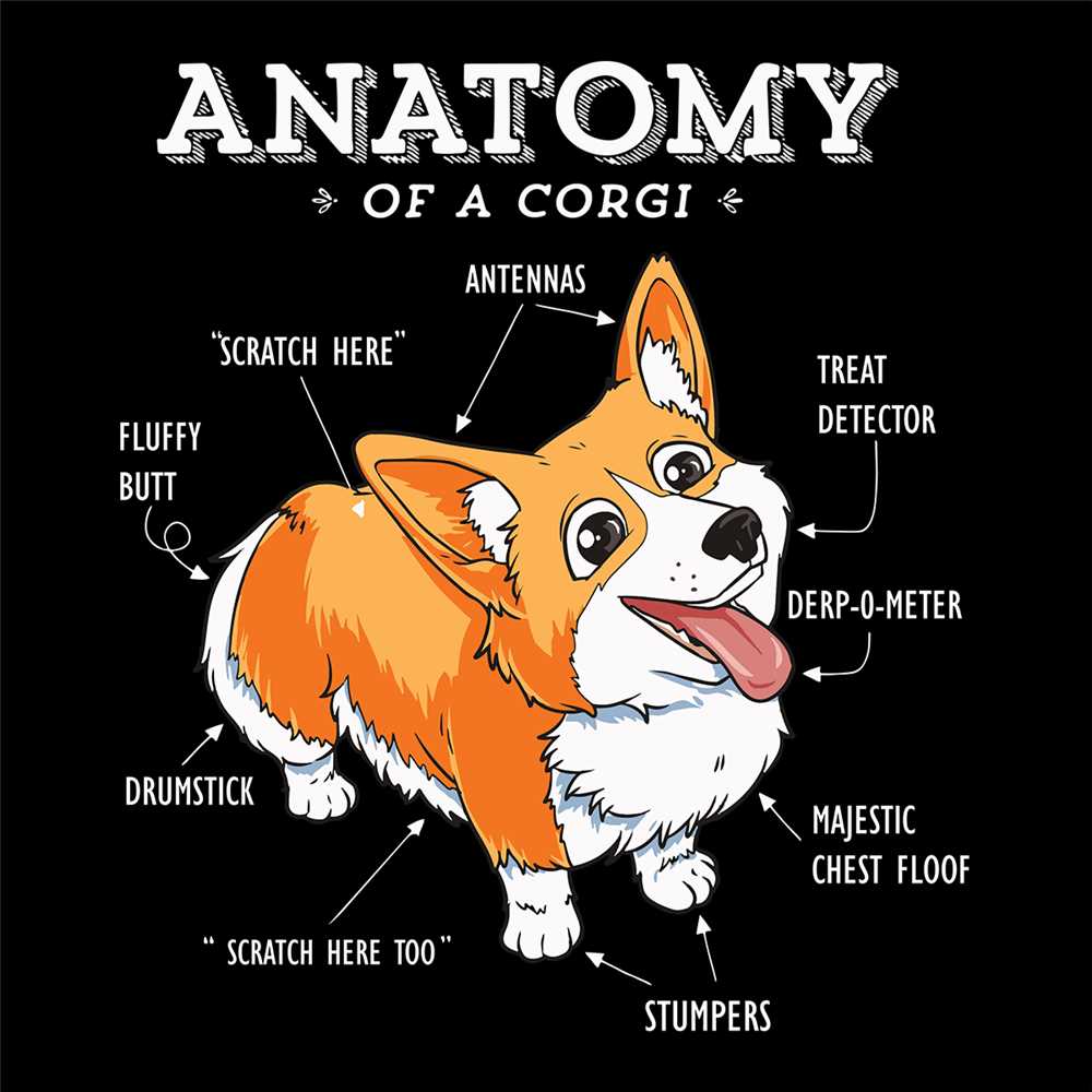 Anatomy of a corgi svg, Anatomy svg, corgi svg, corgi png, c | Inspire ...