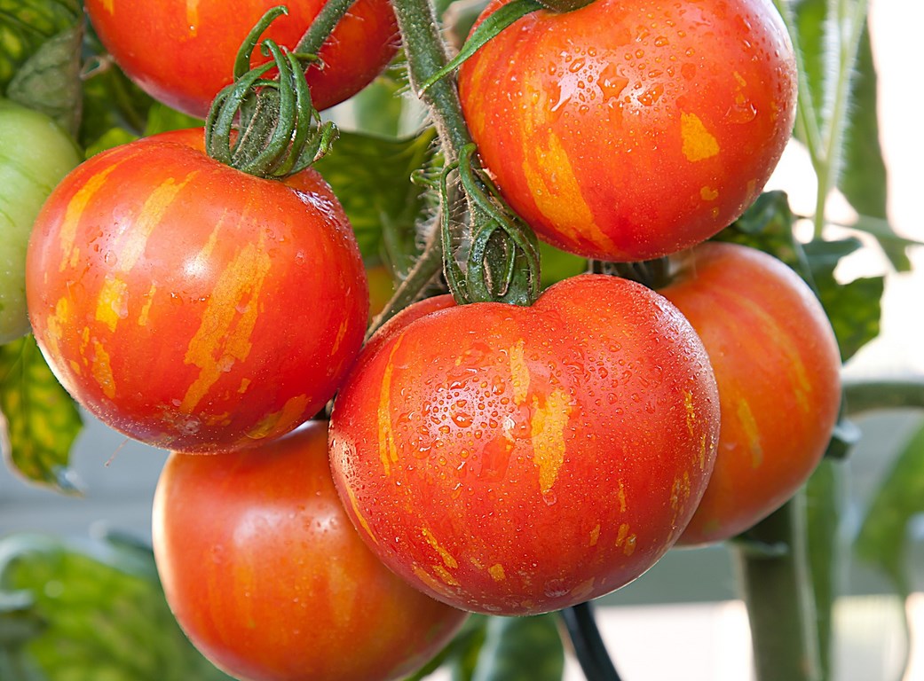 Tomato seeds, 200 seeds Tomato Amur tiger, Ukrainian organic | Inspire ...