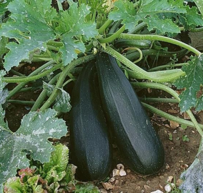 Zucchini seeds 100 green Zucchini Mavr seeds, squash seeds,U | Inspire ...
