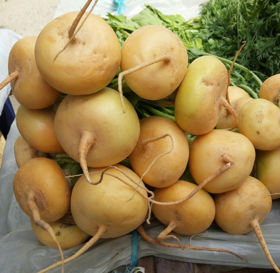 Radish seeds 500 Radish Zlata ,sweet yellow radish, Ukrainia | Inspire ...
