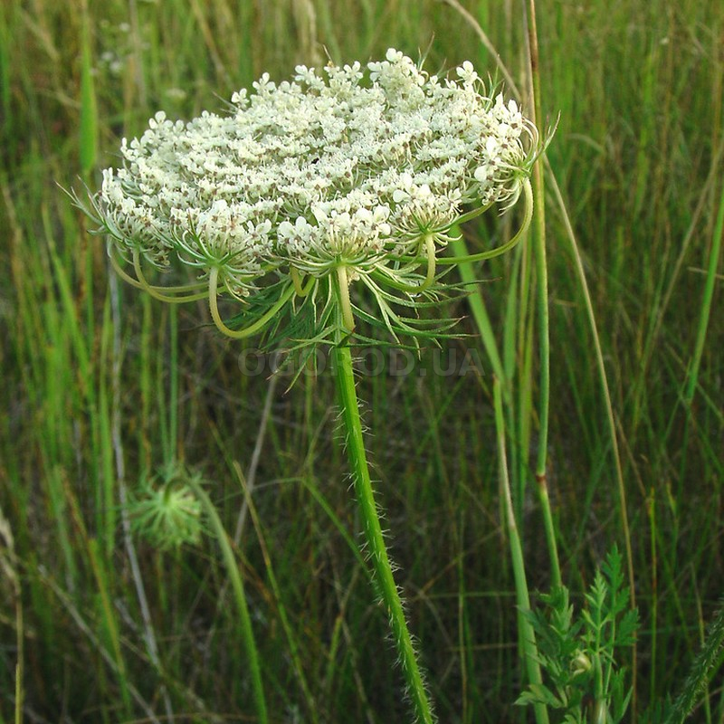 Carrot seeds 1000 Wild Carrot Queen Anne seeds, Ukrainian or | Inspire ...