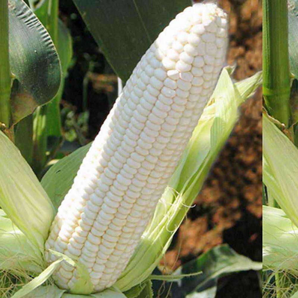 Corn seeds 200 Snow Princess corn seeds, Ukrainian organic s | Inspire ...