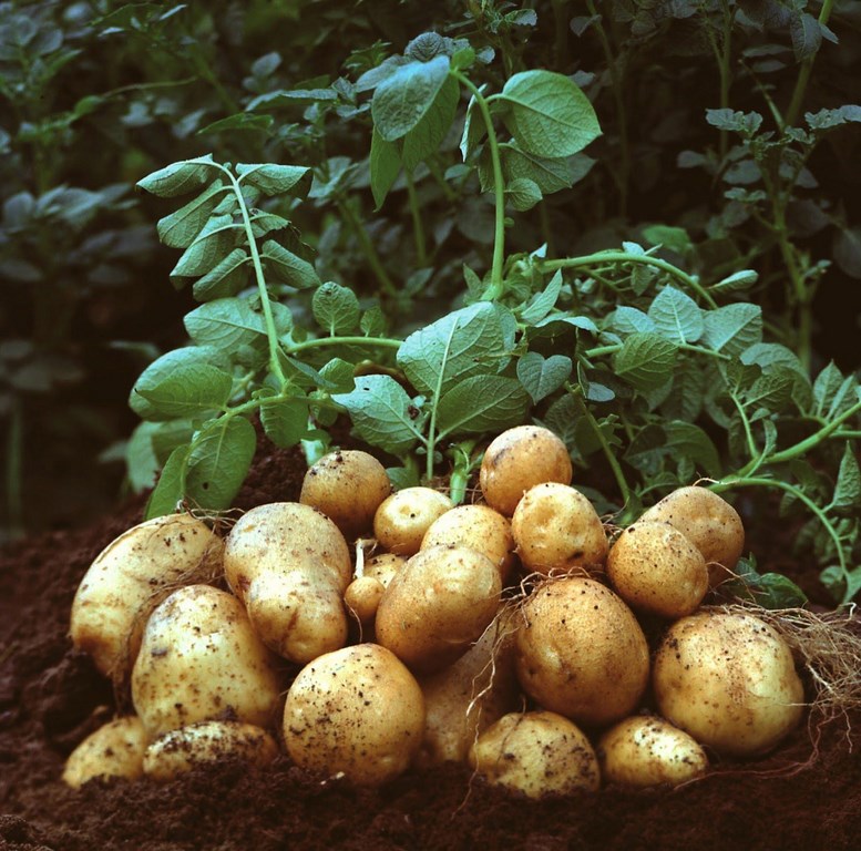 Potato seeds 0,01g Potato Assol seeds, Ukrainian organic see | Inspire ...