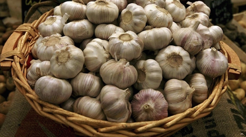 Garlic seeds, 200 Garlic seeds ,Sophia garlic,organic seeds | Inspire ...
