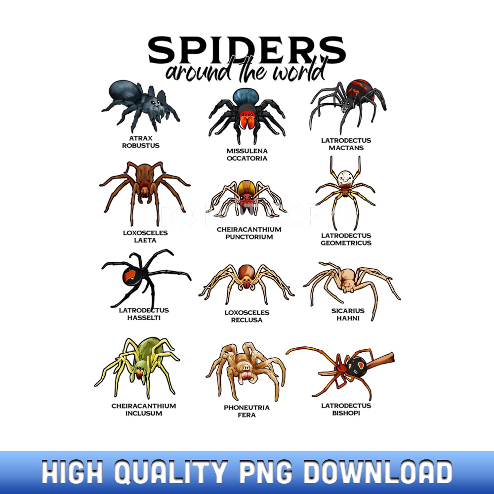 Spiders around the world - spider species - Inspire Uplift