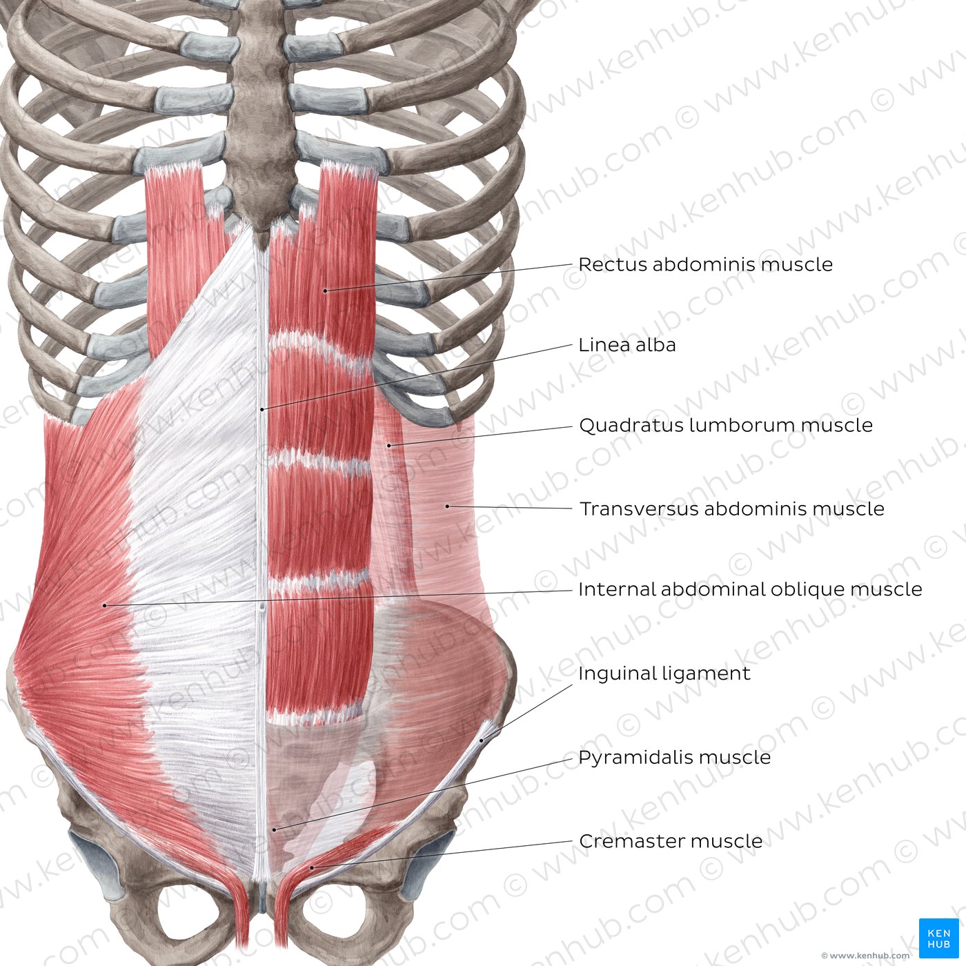 Trunk Wall: Muscle Charts: Cheat Sheet (English Terminology) | Inspire ...