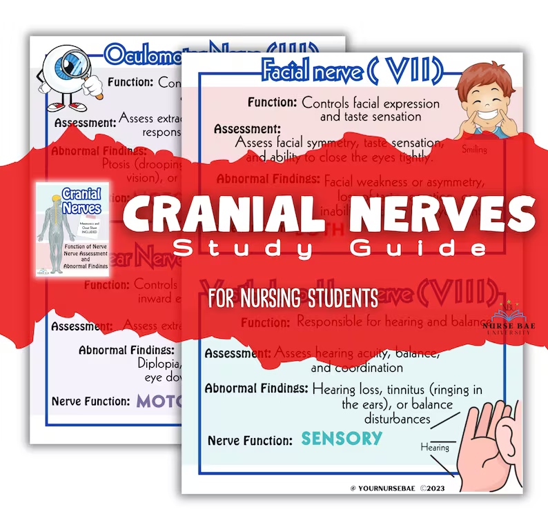 Cranial Nerves Study Guide for Nursing Students, Nursing Sch | Inspire ...