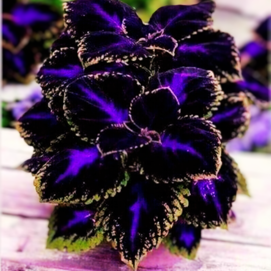 25 Seeds Black Purple Coleus Flowers Easy to Grow Garden | Inspire Uplift