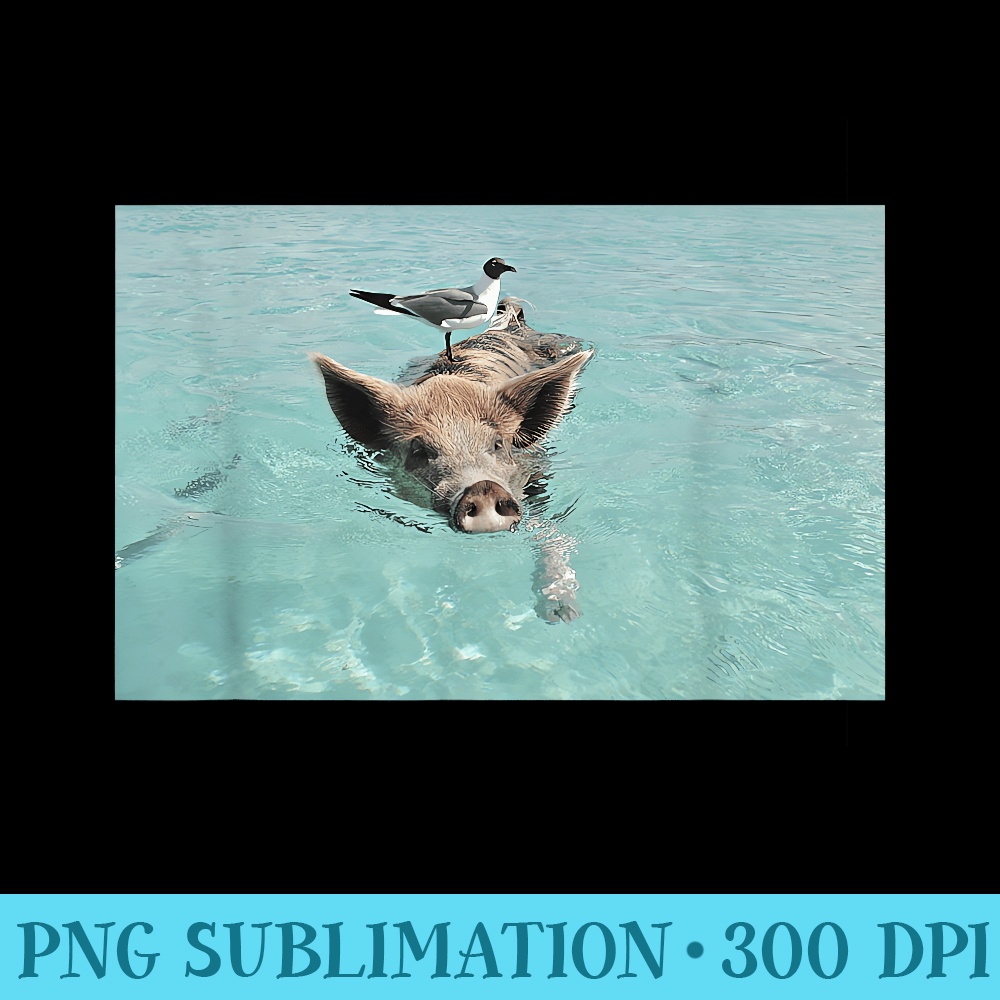 Funny Swimming Pig in Ocean Pigs Bahamas Exumas Vintage - PN | Inspire ...