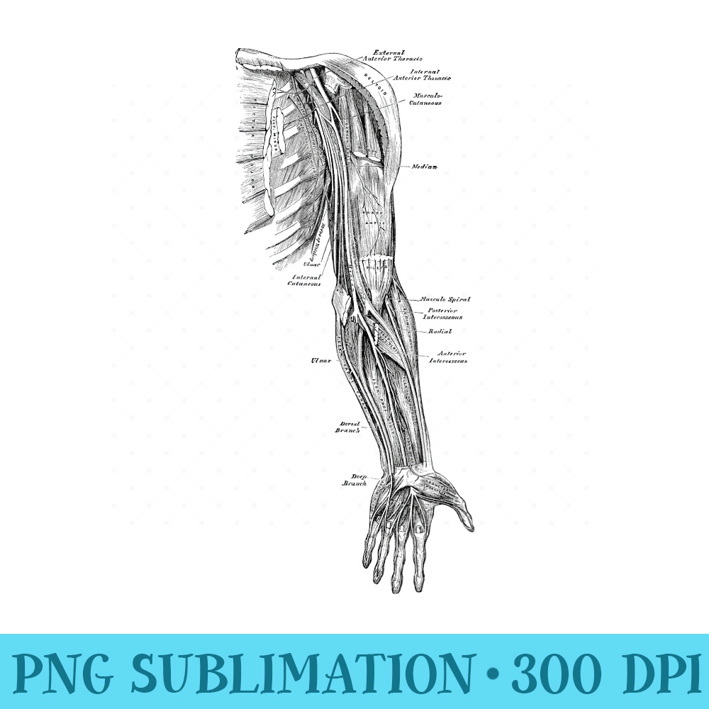 Vintage Human Anatomy, Left Arm Muscles Detail - Download PN | Inspire ...