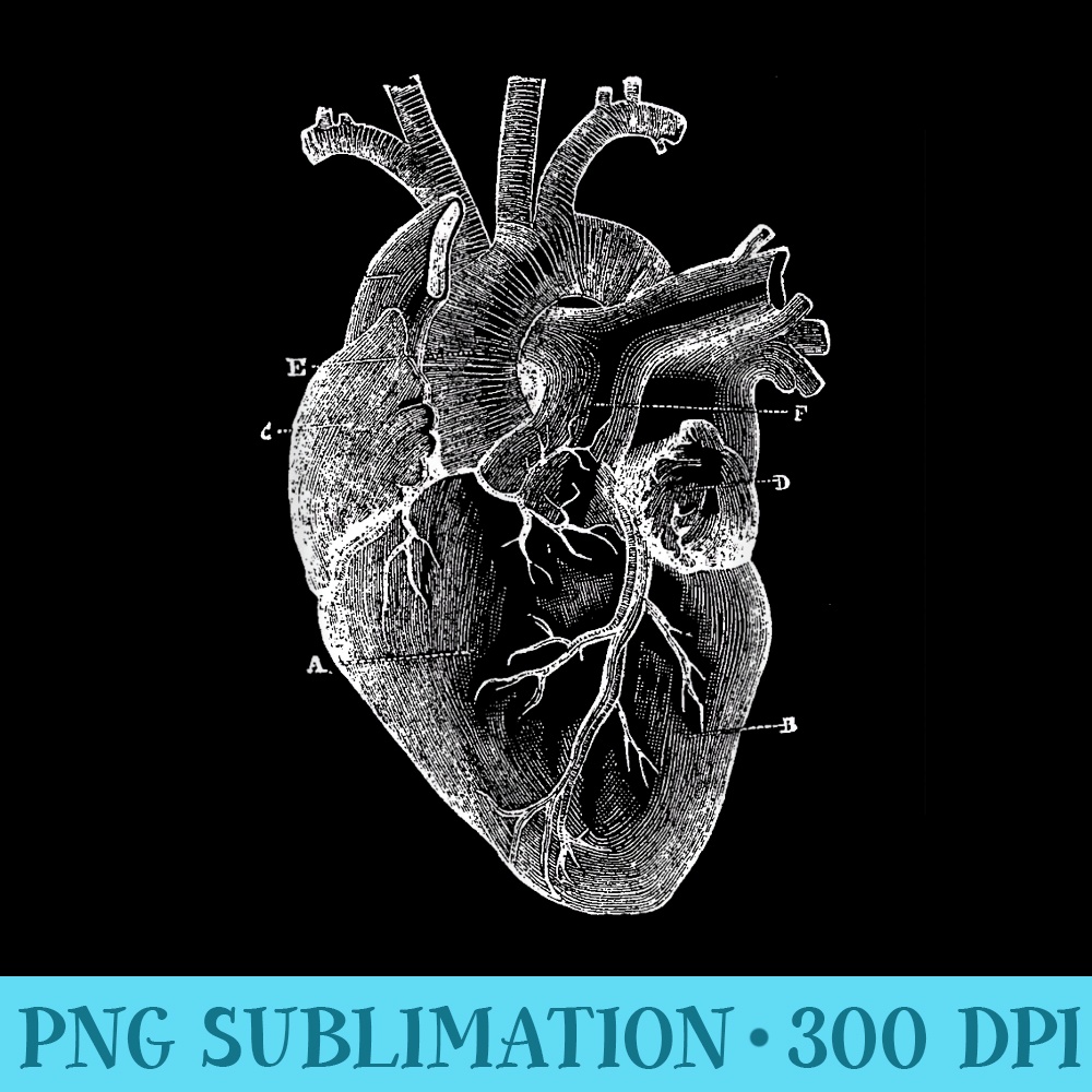 Anatomy Drawing Heart Anatomy Cardiology Idea - Transparent | Inspire ...