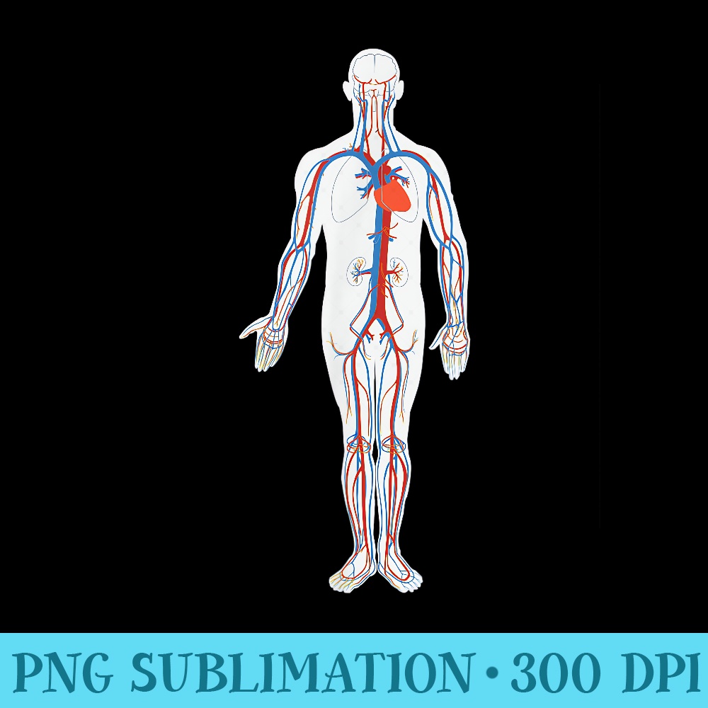 the circulatory system clipart - Inspire Uplift