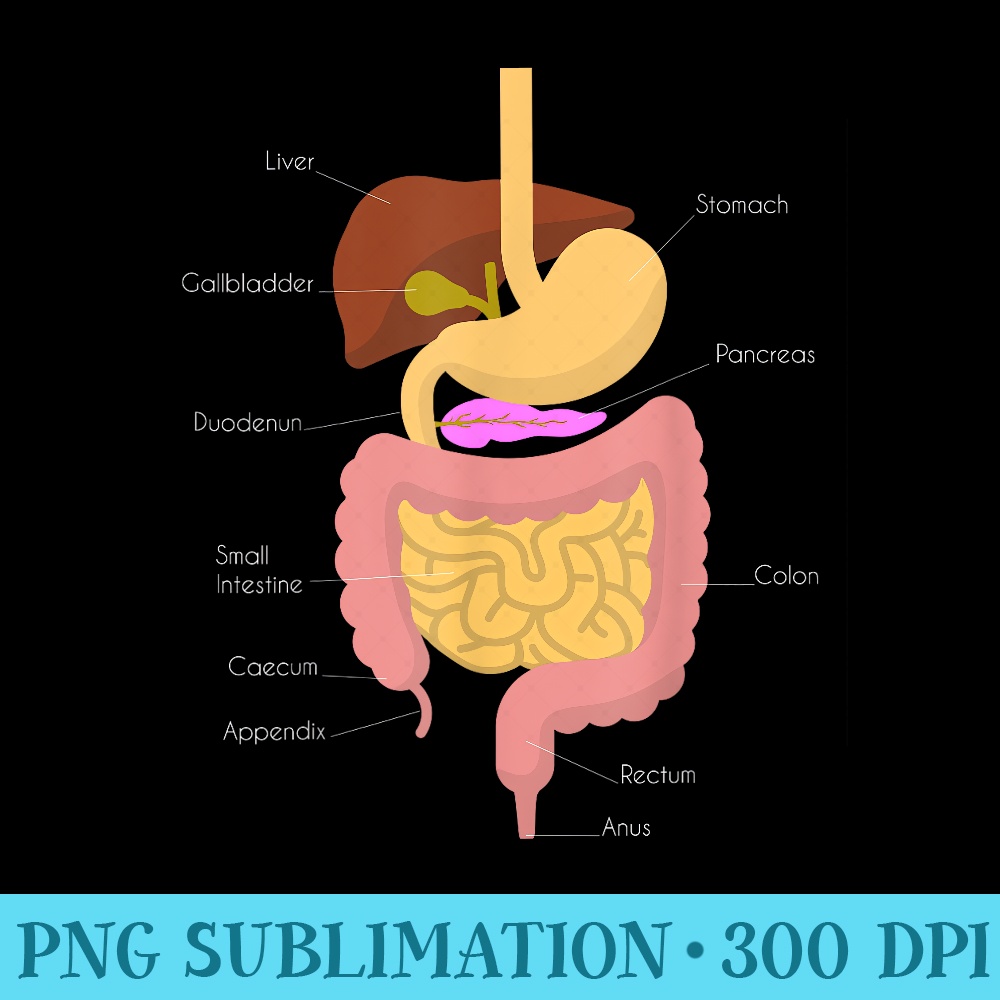 Digestive System - PNG Download Button | Inspire Uplift