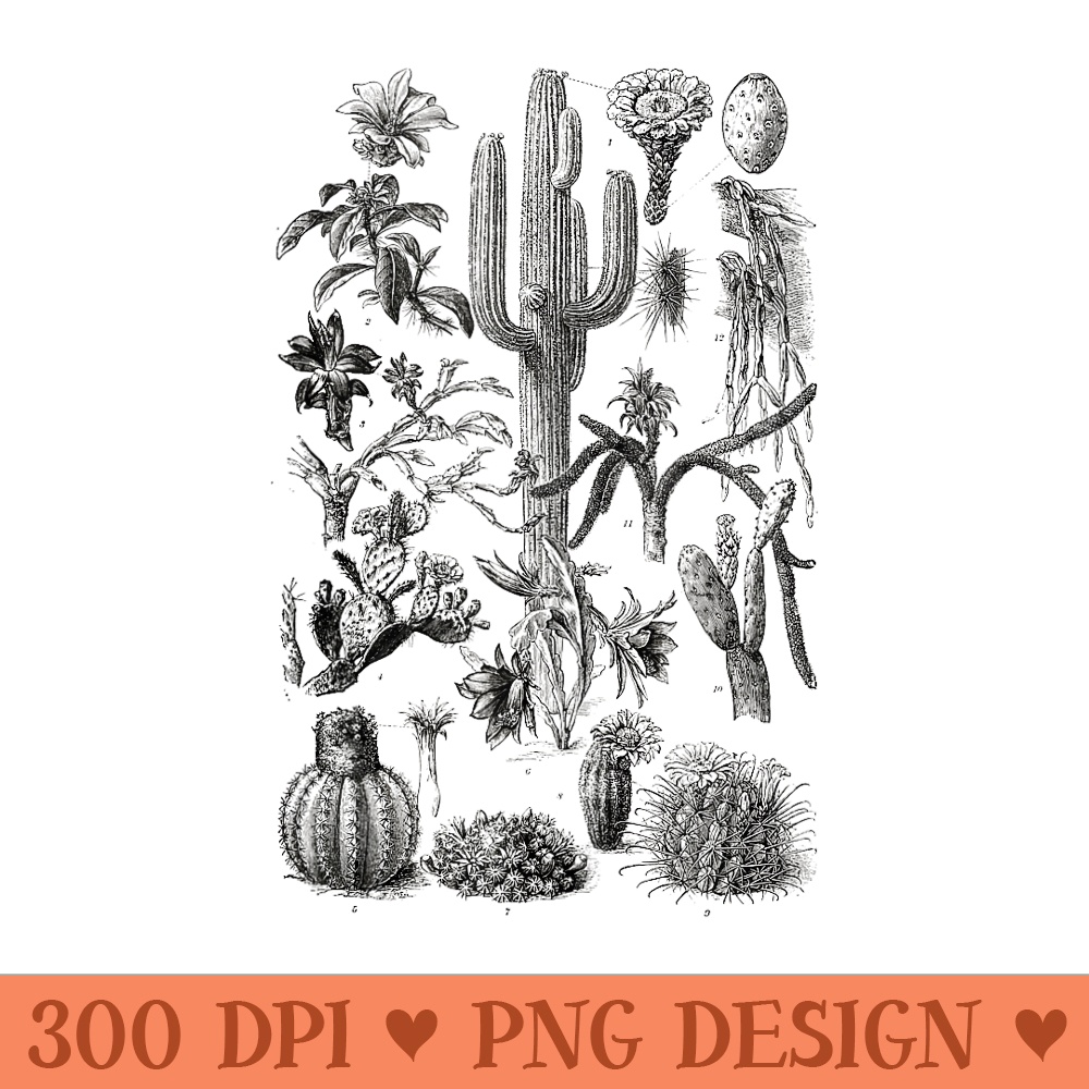 Vintage Cactus Chart Botanical Saguaro Cactus retro Desert - | Inspire ...